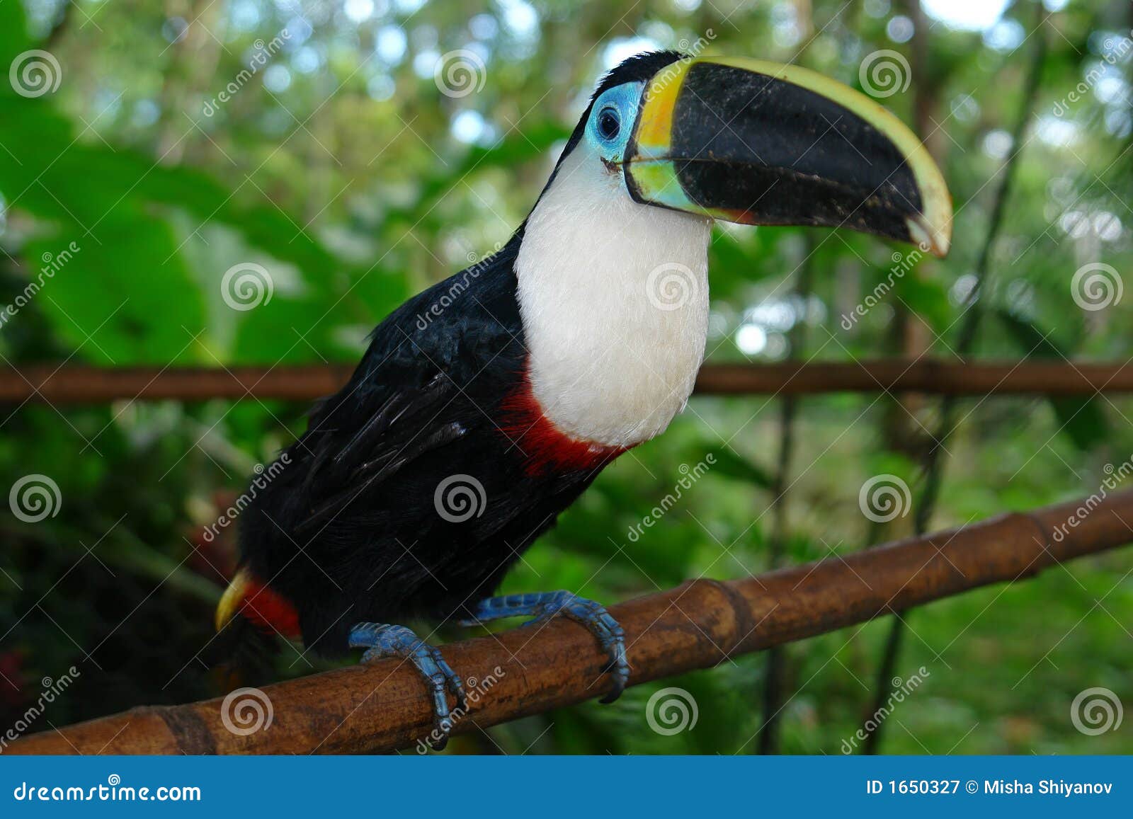 The Ecuadorian Amazonian Rain Forest Toucan Stock Image - Image of beak ...