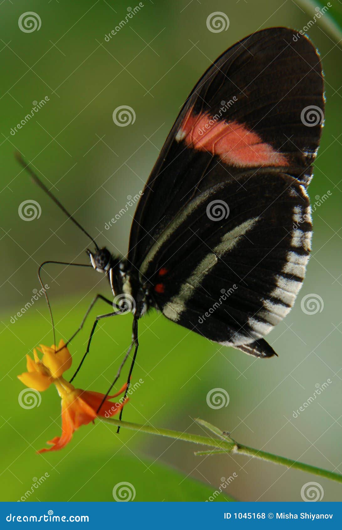 The ecuadorian butterfly stock photo. Image of america - 1045168