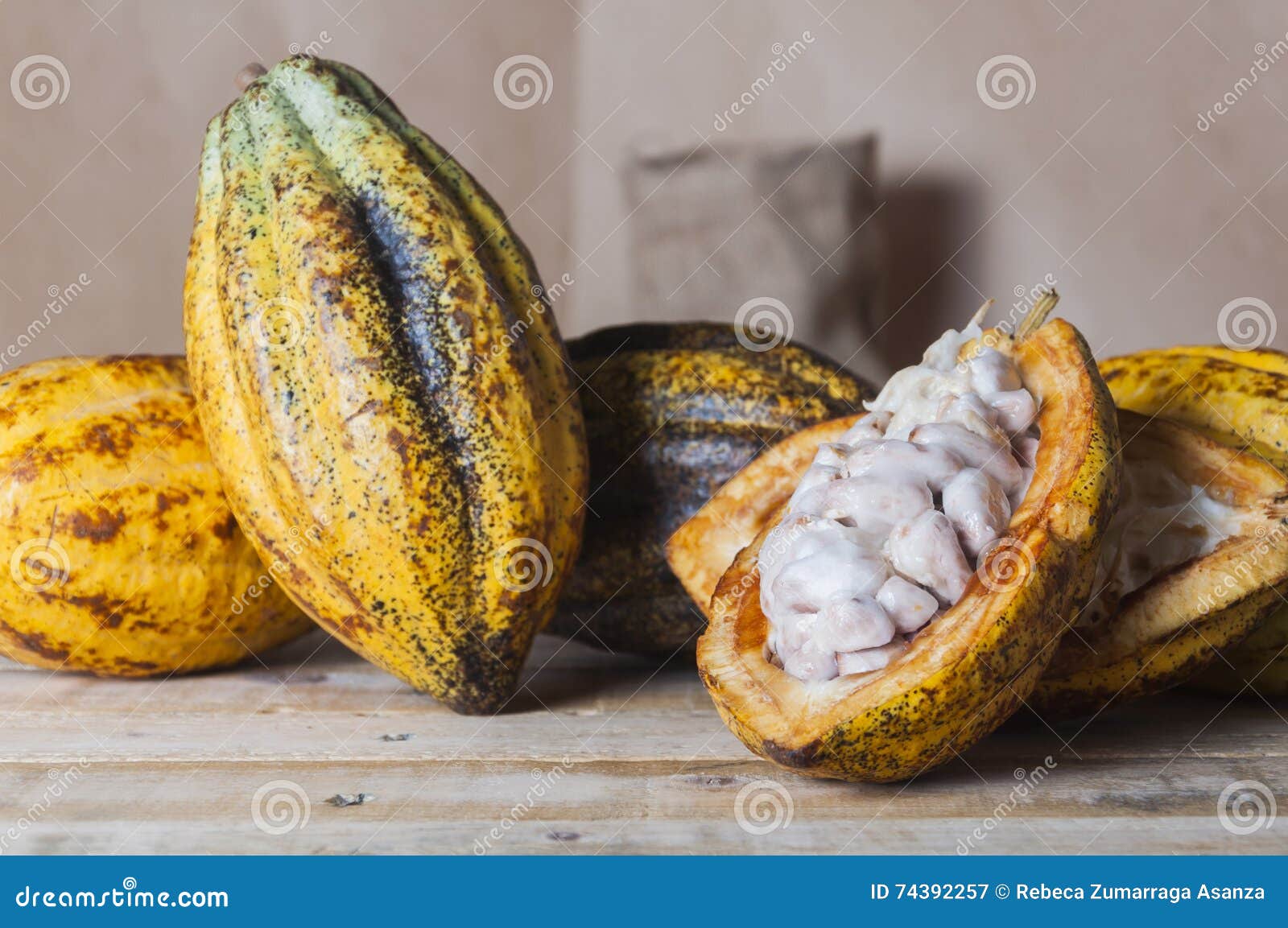 Ecuadorian cocoa stock image. Image of ecuador, mature - 74392257