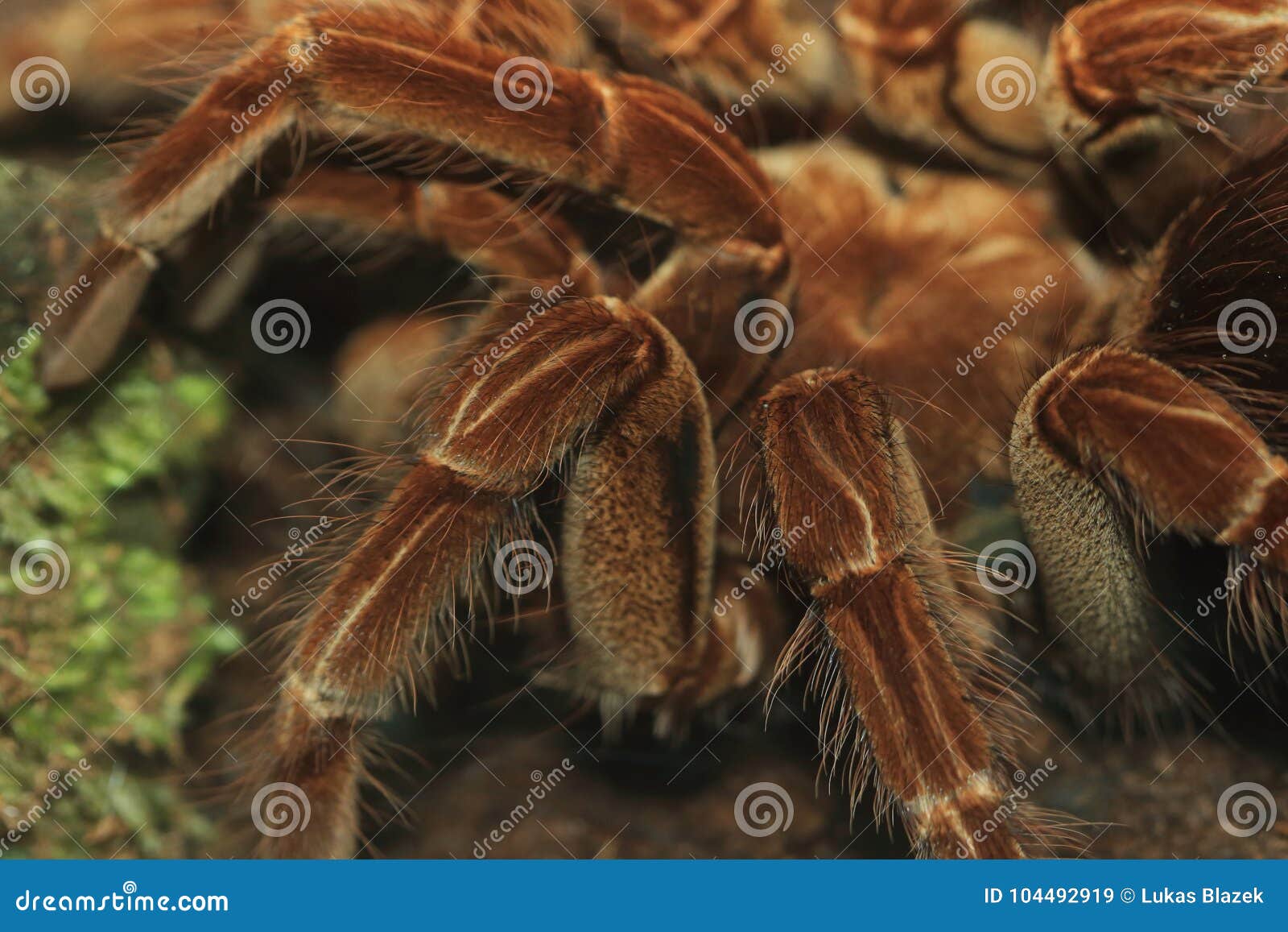 Ecuadorian Red Bloom Tarantula Stock Image - Image of closeup ...
