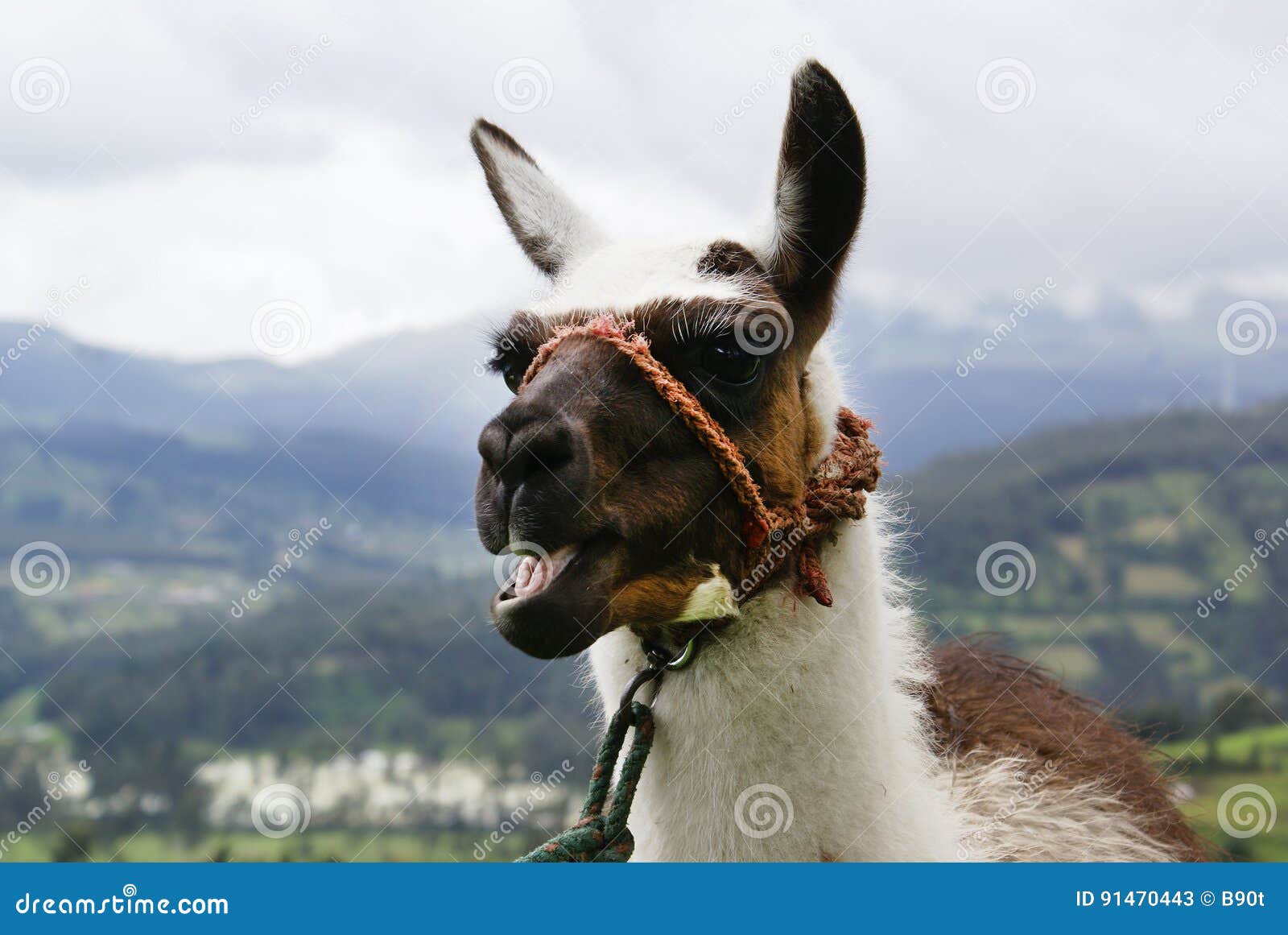 Smiling Llama Royalty-Free Stock Photo | CartoonDealer.com #349095