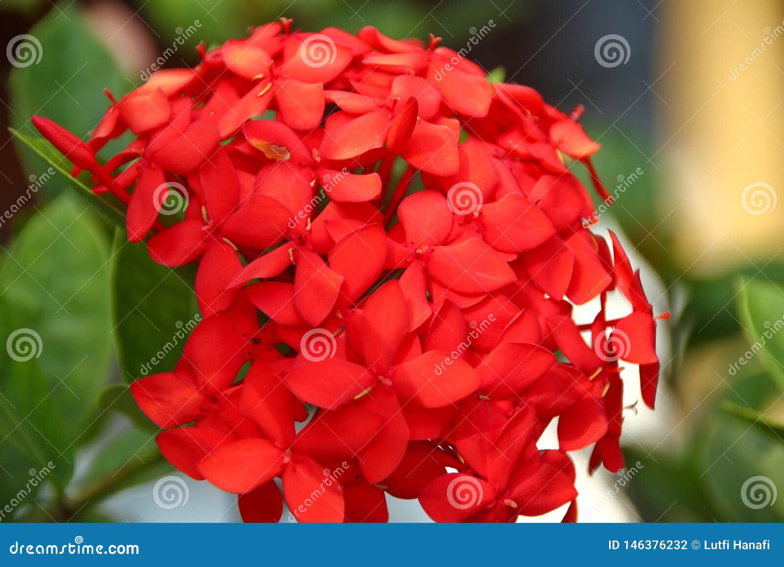 Ed Hydrangea Stock Photos - Free & Royalty-Free Stock Photos from ...