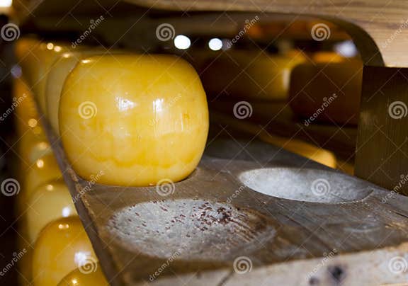 Edam Cheeses on Cheese Farm Stock Photo - Image of holland, aroma: 6033840