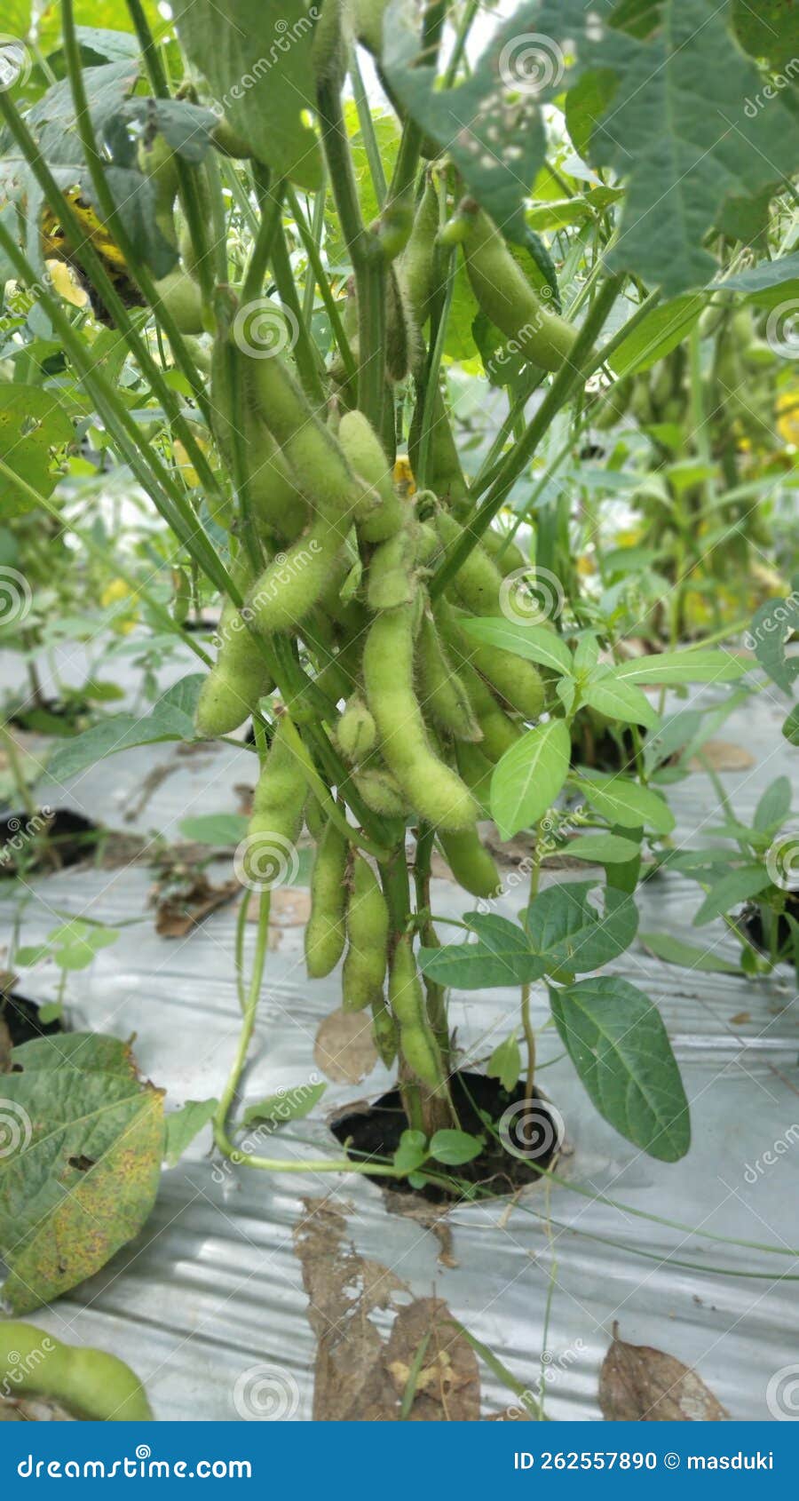Edamam stock photo. Image of japanese, edamame, nuts - 262557890