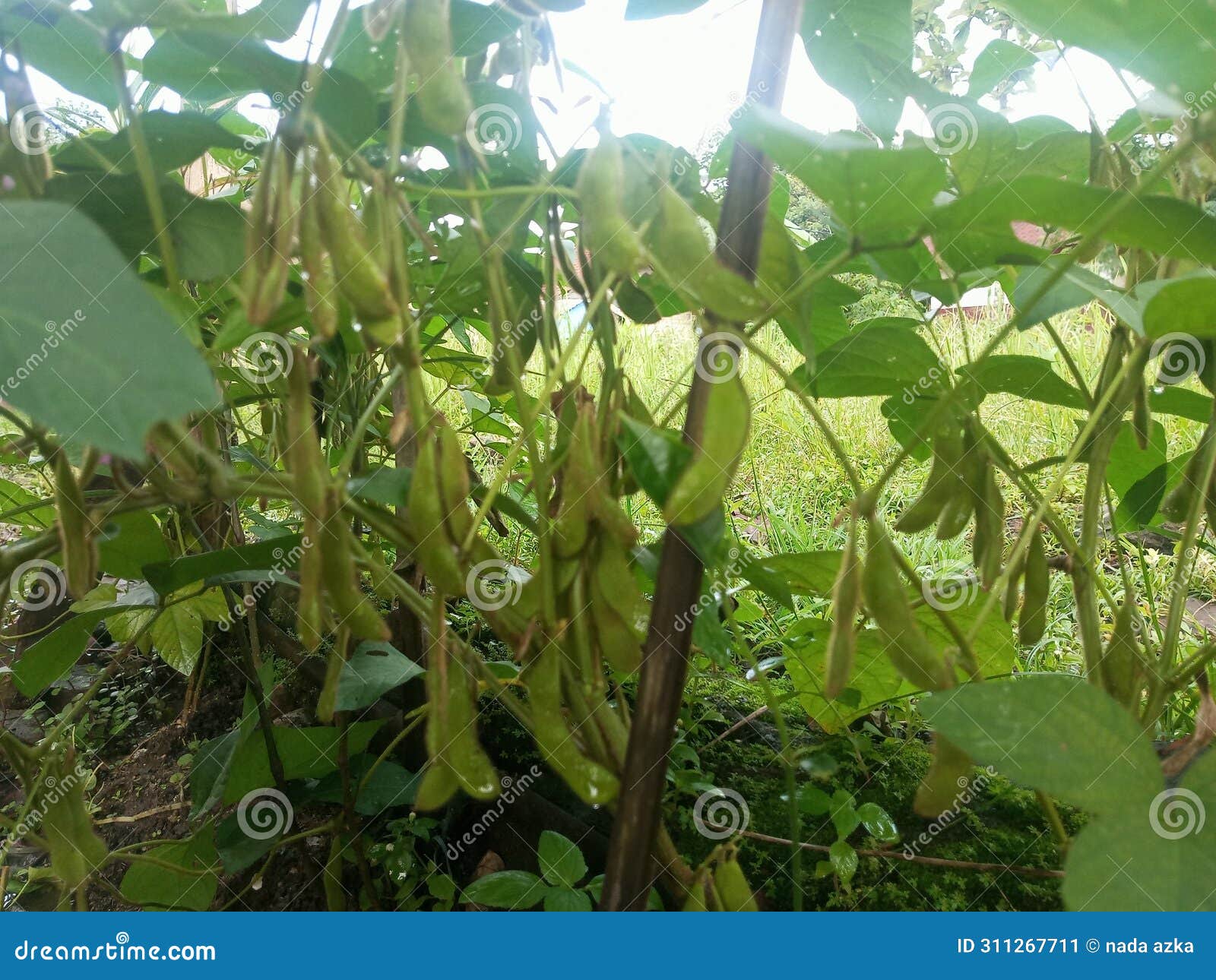 Edamame Grows in the Small Garden in Front of the House Stock Image ...