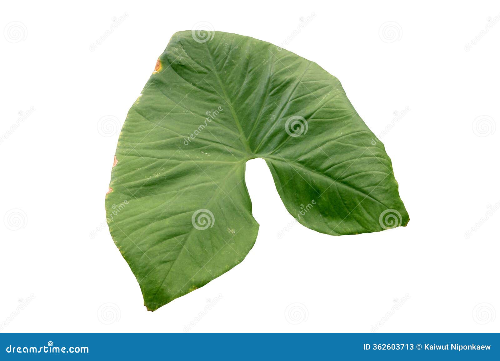 Eddoe Leaves or Wild Taro Leaf Stock Image - Image of natural, pine ...