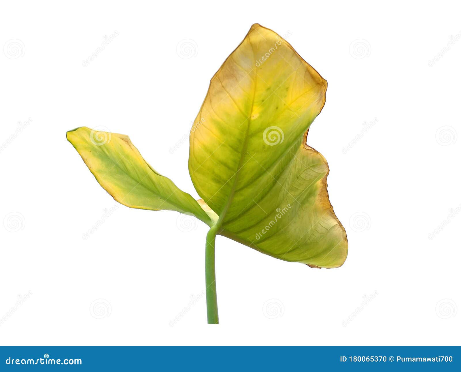Eddoe Leaves or Wild Taro Leaf on White Background. Stock Photo - Image ...