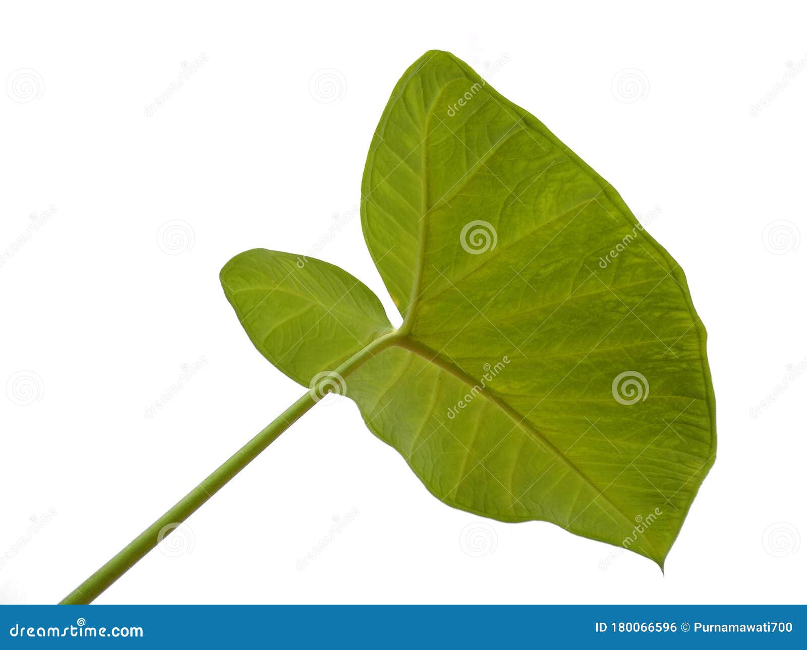 Eddoe Leaves or Wild Taro Leaf on White Background. Stock Photo - Image ...