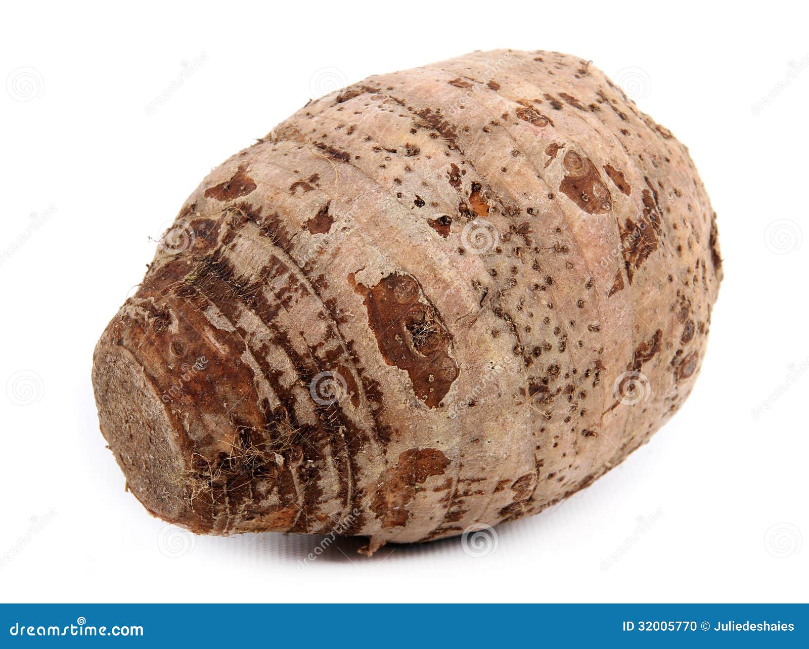 Eddoe root stock photo. Image of ingredient, root, isolated - 32005770