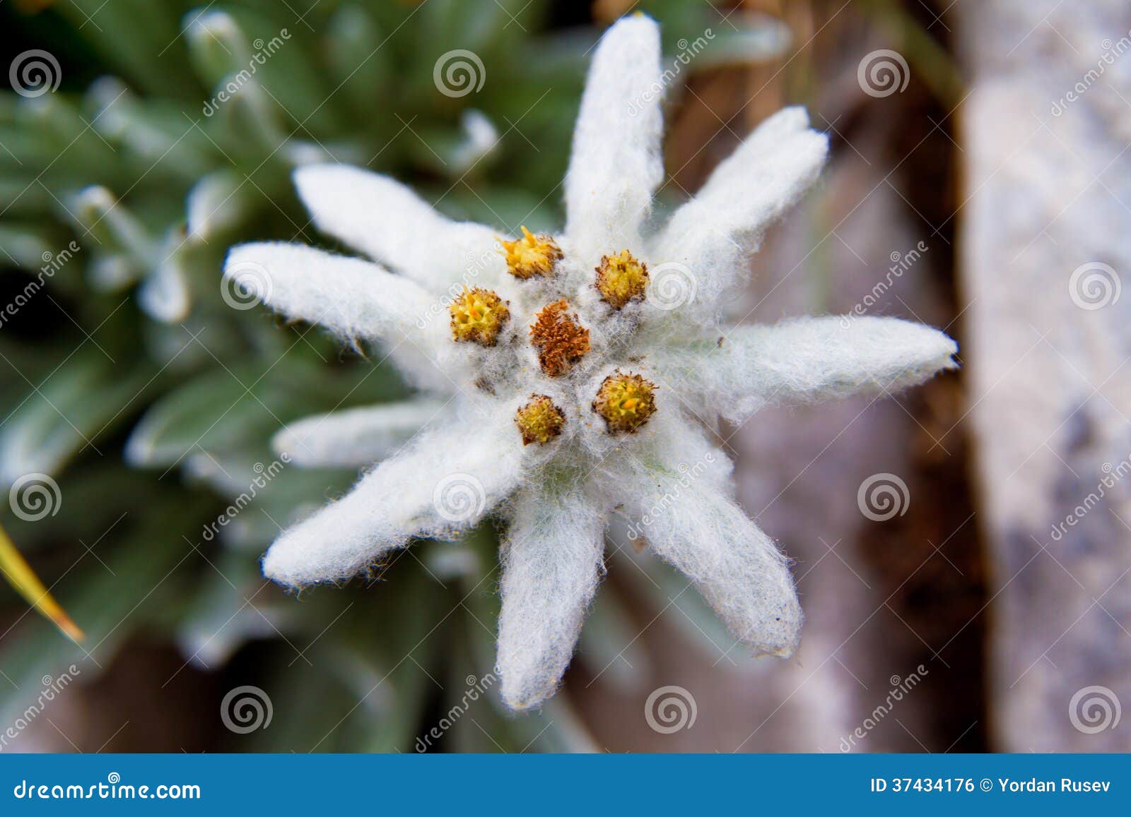 Edelvais foto de stock. Imagem de planta, parque, potro - 37434176