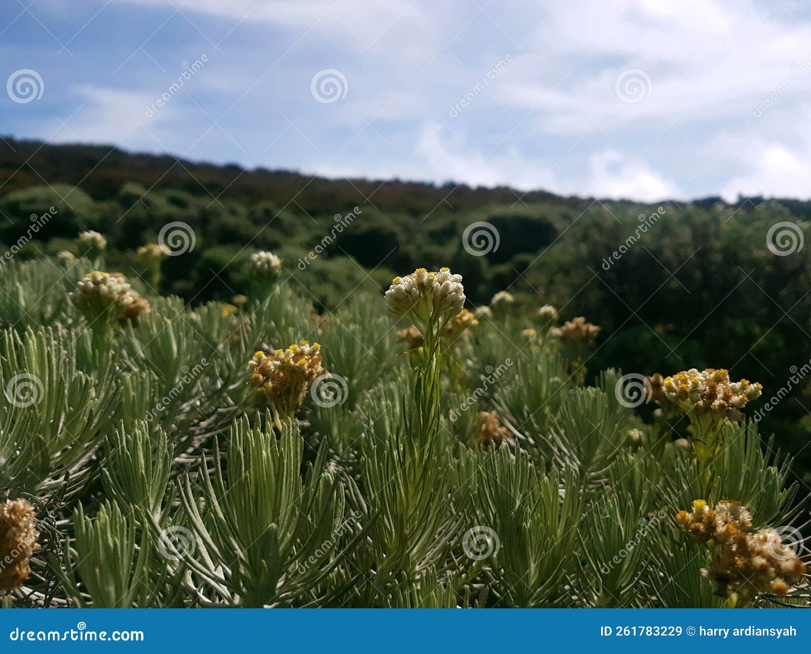 Edelweis in Mount Papandayan, East Java - Indonesia Stock Image - Image ... Edelweis in Mount Papandayan, East Java - Indonesia Stock Image - Image ...