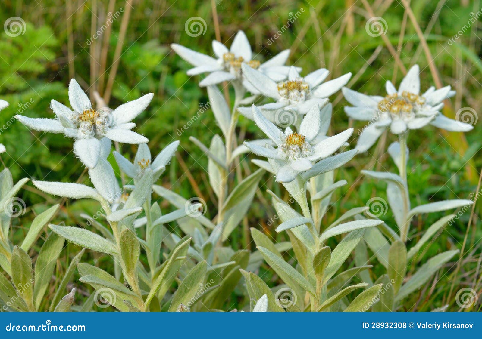 Edelweiss 12 stock photo. Image of beauty, detail, uncultivated - 28932308