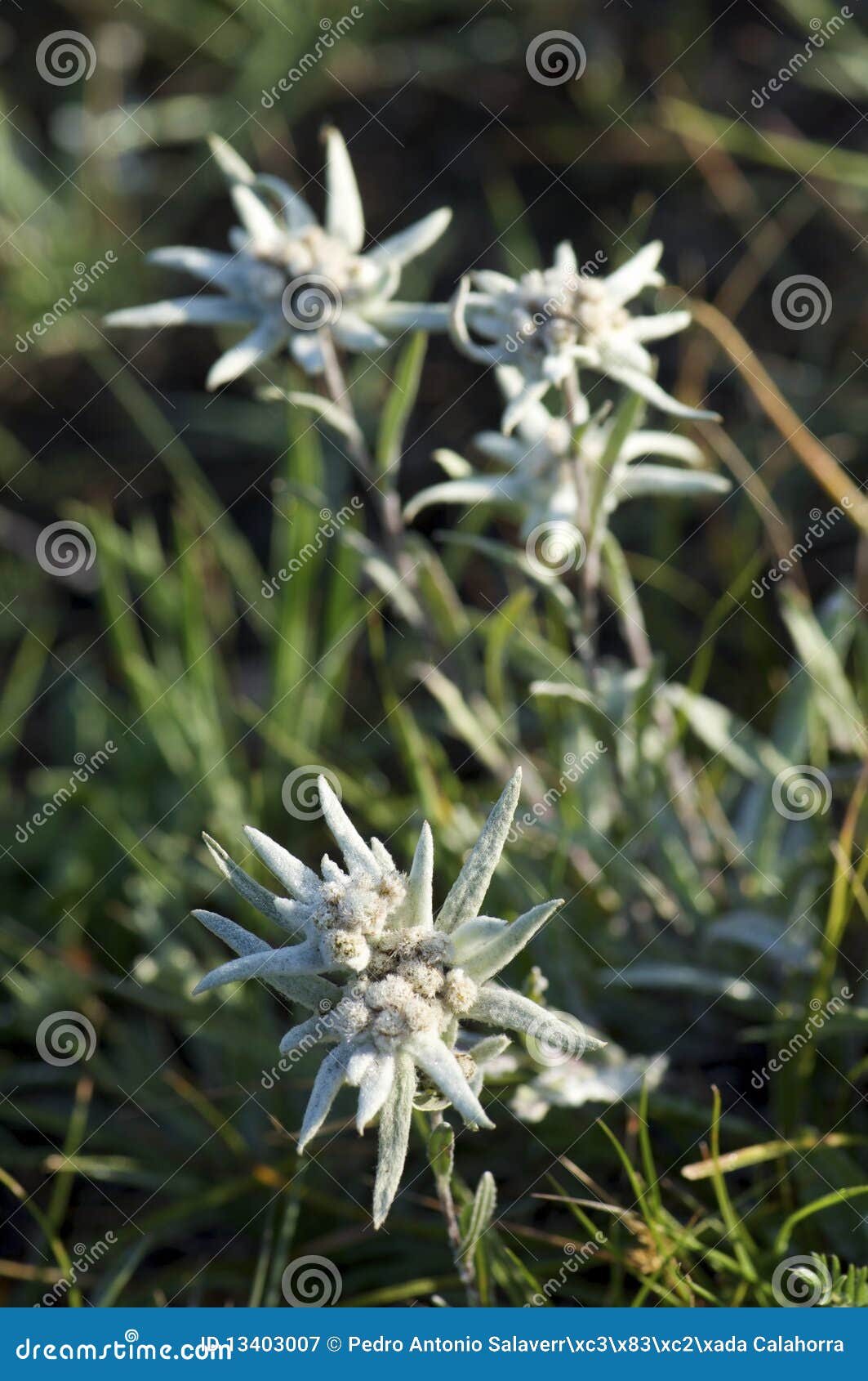 Edelweiss stock image. Image of background, field, grow - 13403007