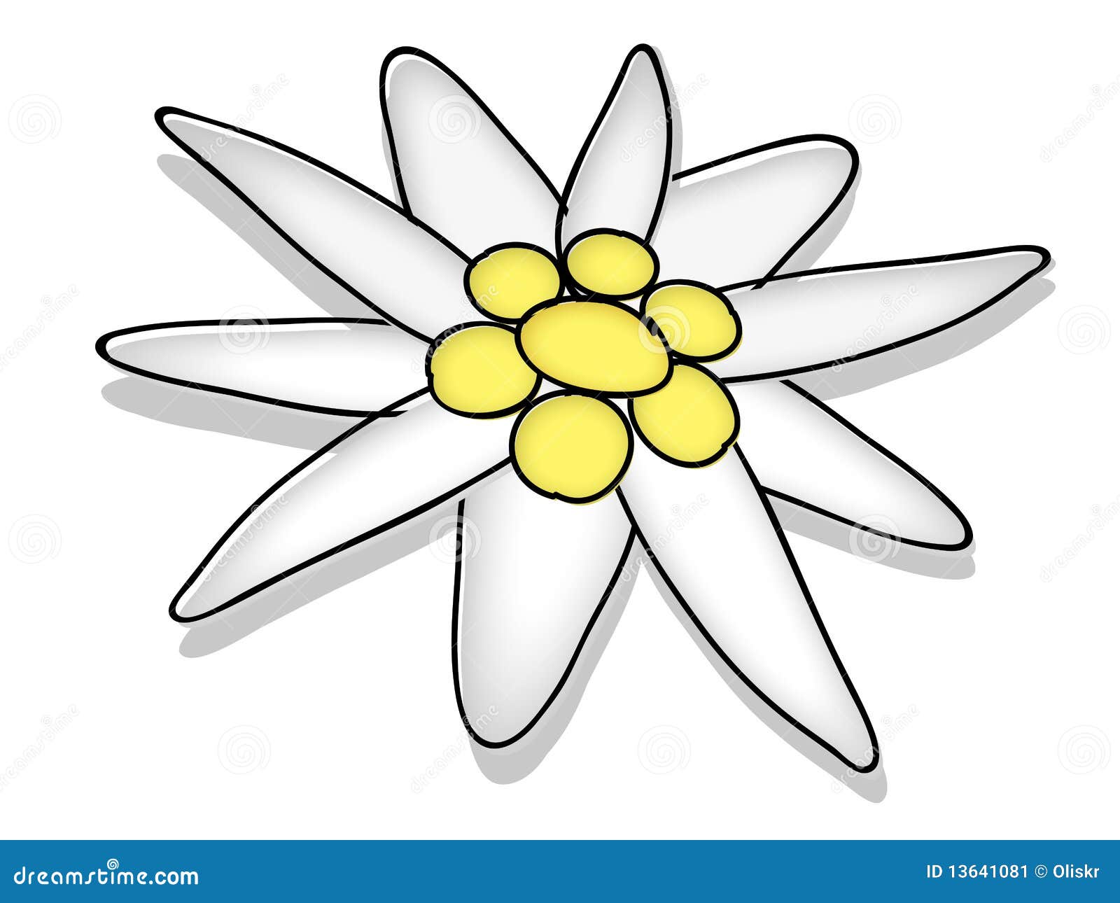 Edelweiss stock illustration. Illustration of alpine - 13641081
