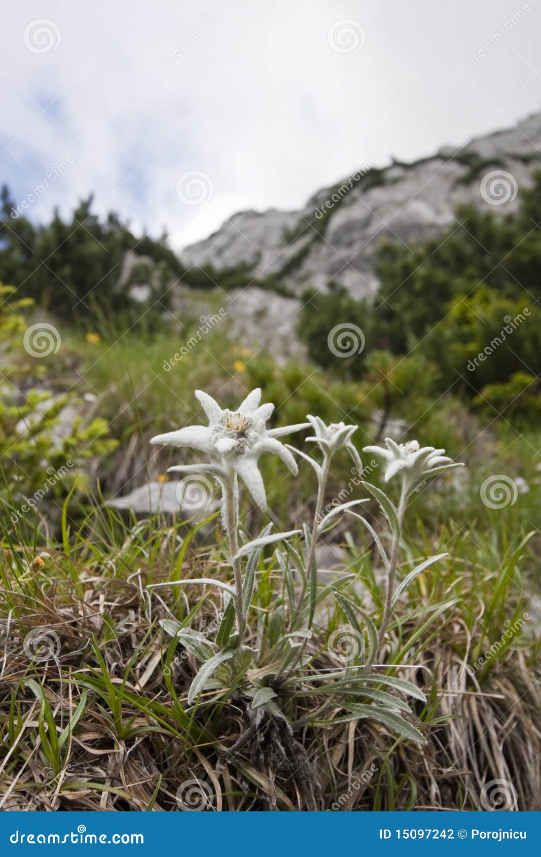 Edelweiss stock photo. Image of silver, green, national - 15097242