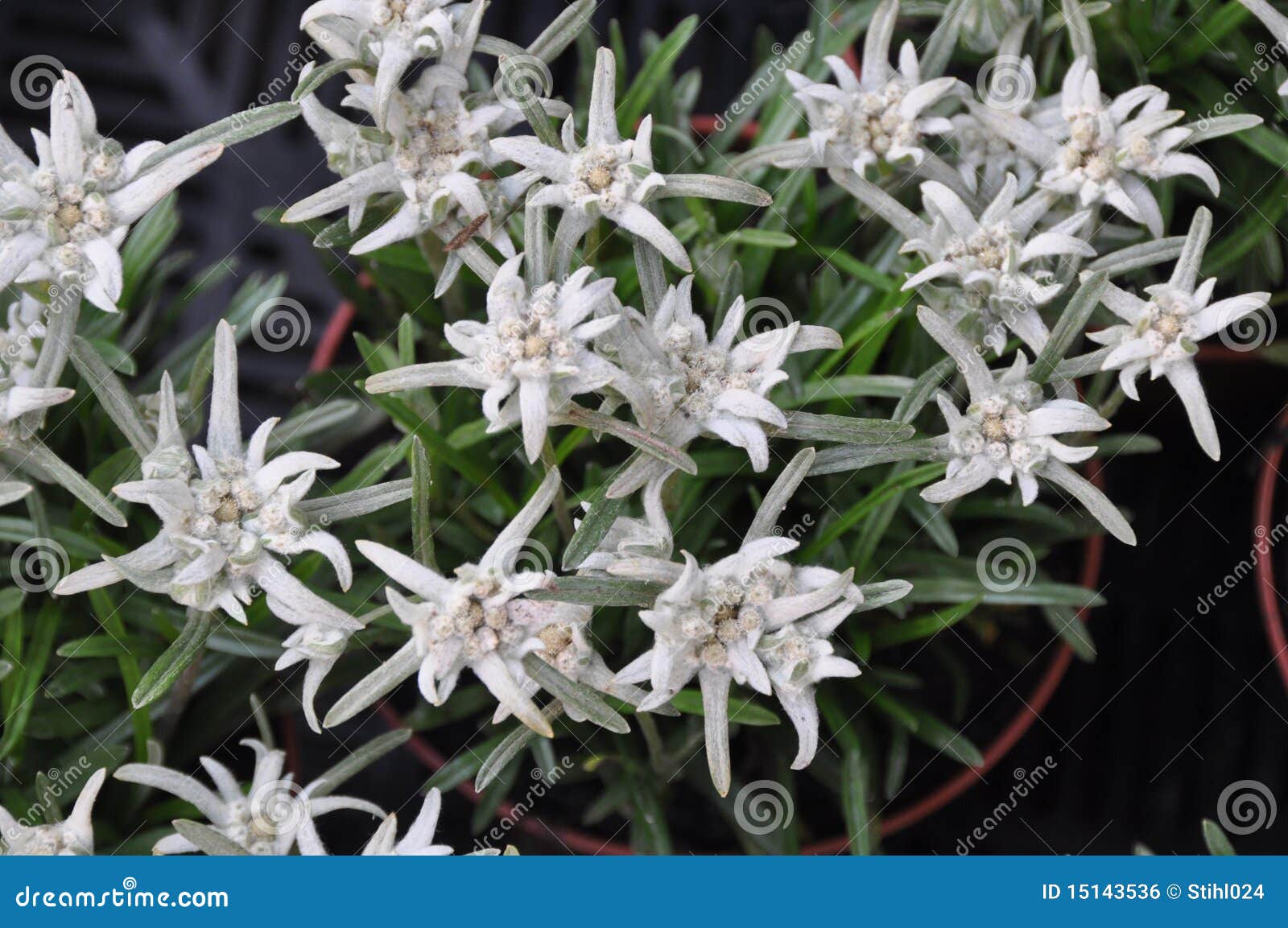 Edelweiss stock photo. Image of detail, leontopodium - 15143536
