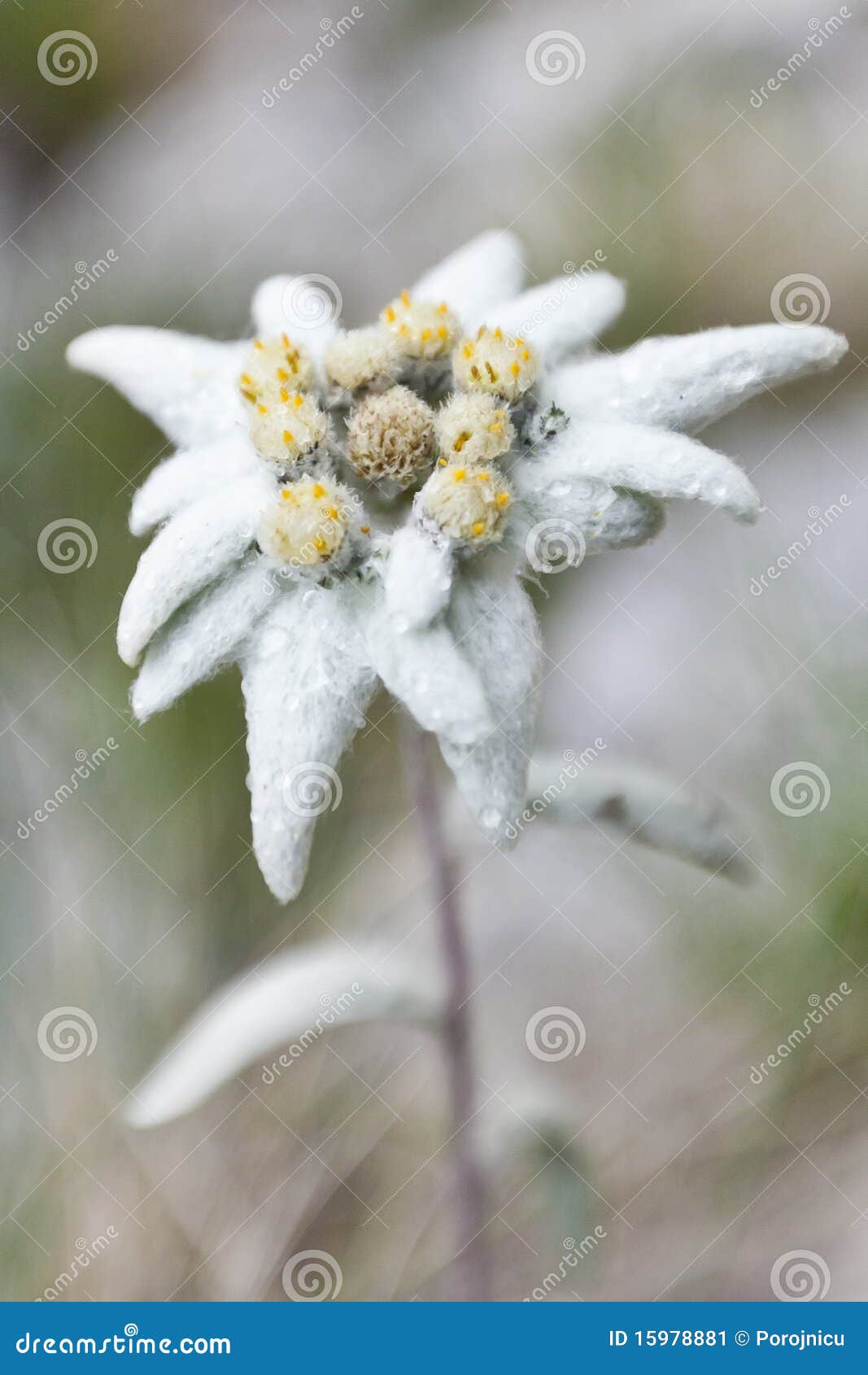 Edelweiss stock image. Image of silver, mountain, park - 15978881