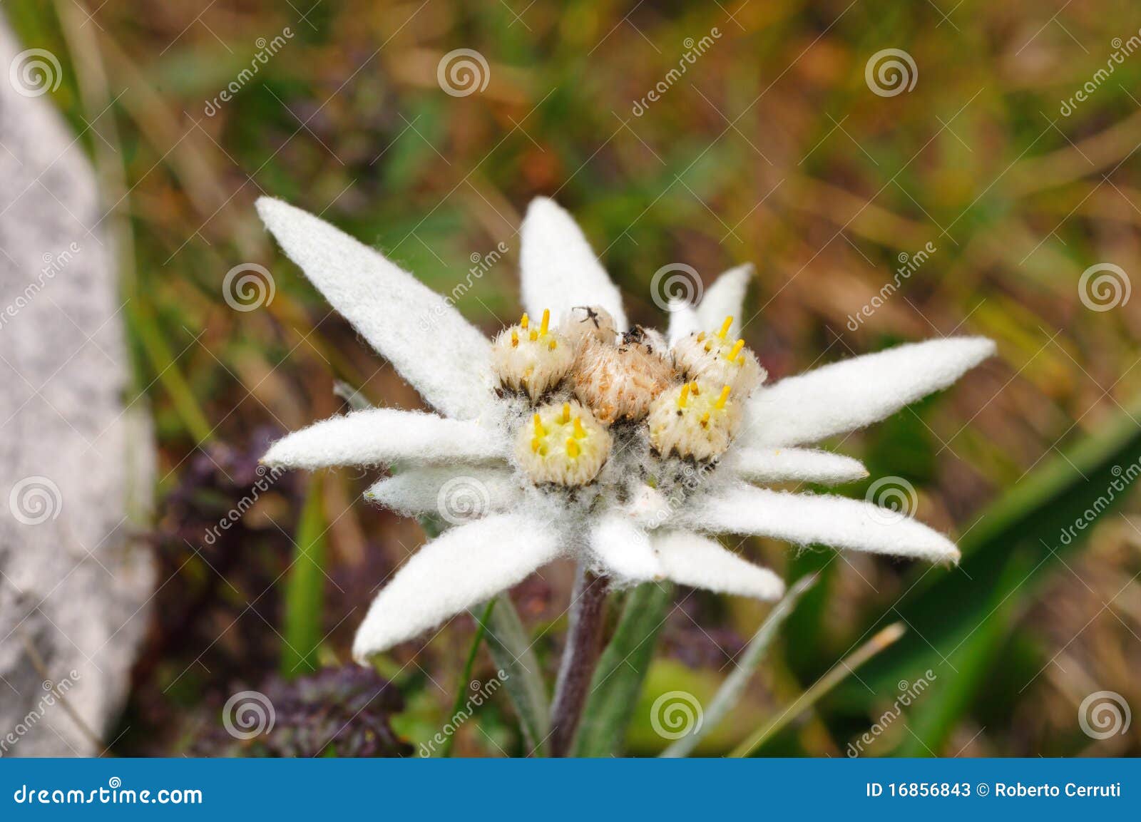 Edelweiss stock image. Image of alpinum, close, nature - 16856843