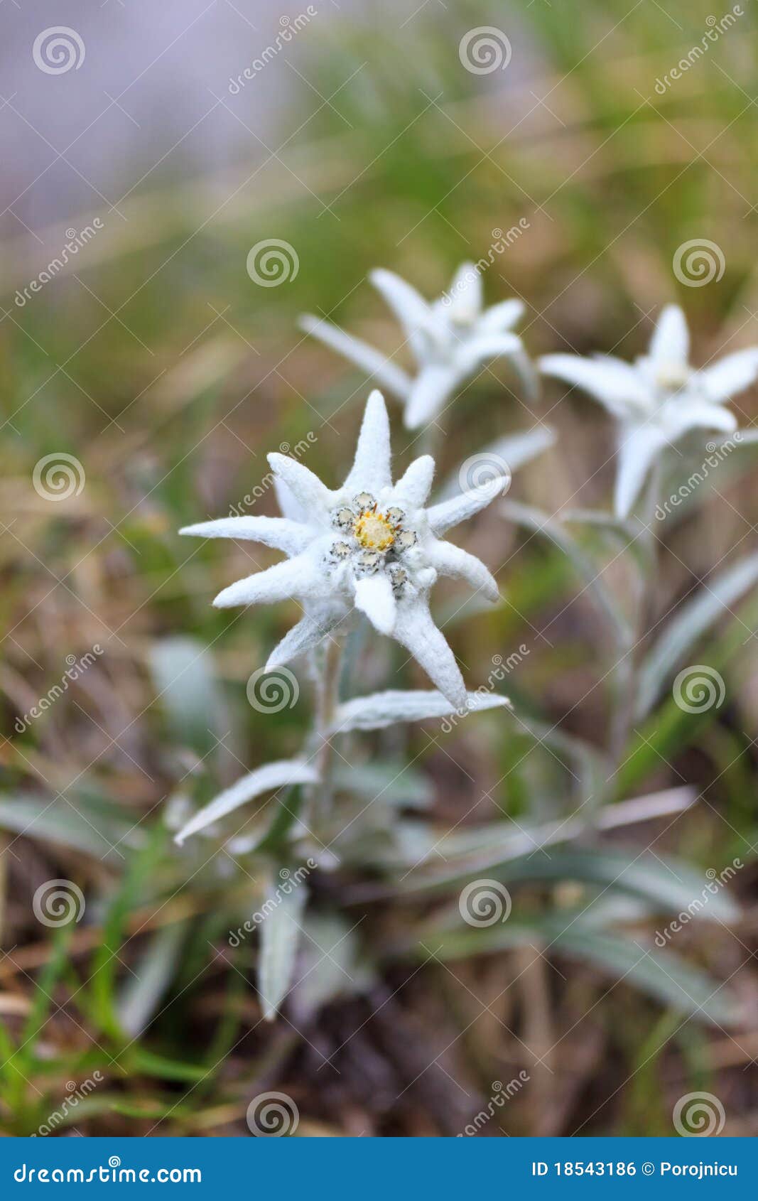 Edelweiss stock photo. Image of park, valley, nature - 18543186