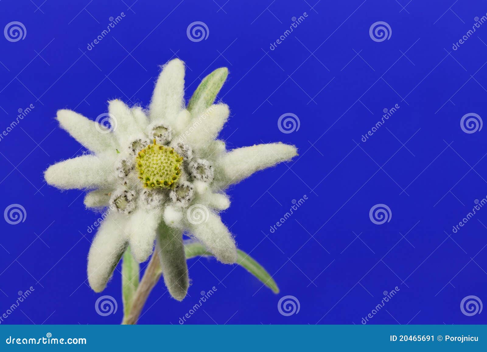 Edelweiss stockbild. Bild von nave, berg, makro, alpin - 20465691