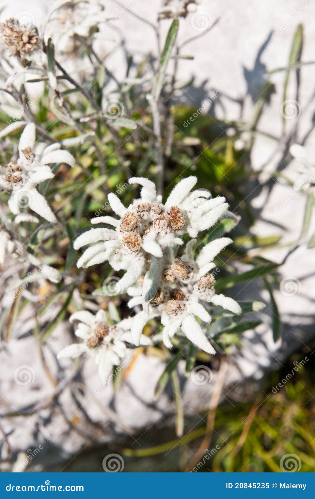 Edelweiss stock image. Image of beautiful, pink, mountain - 20845235
