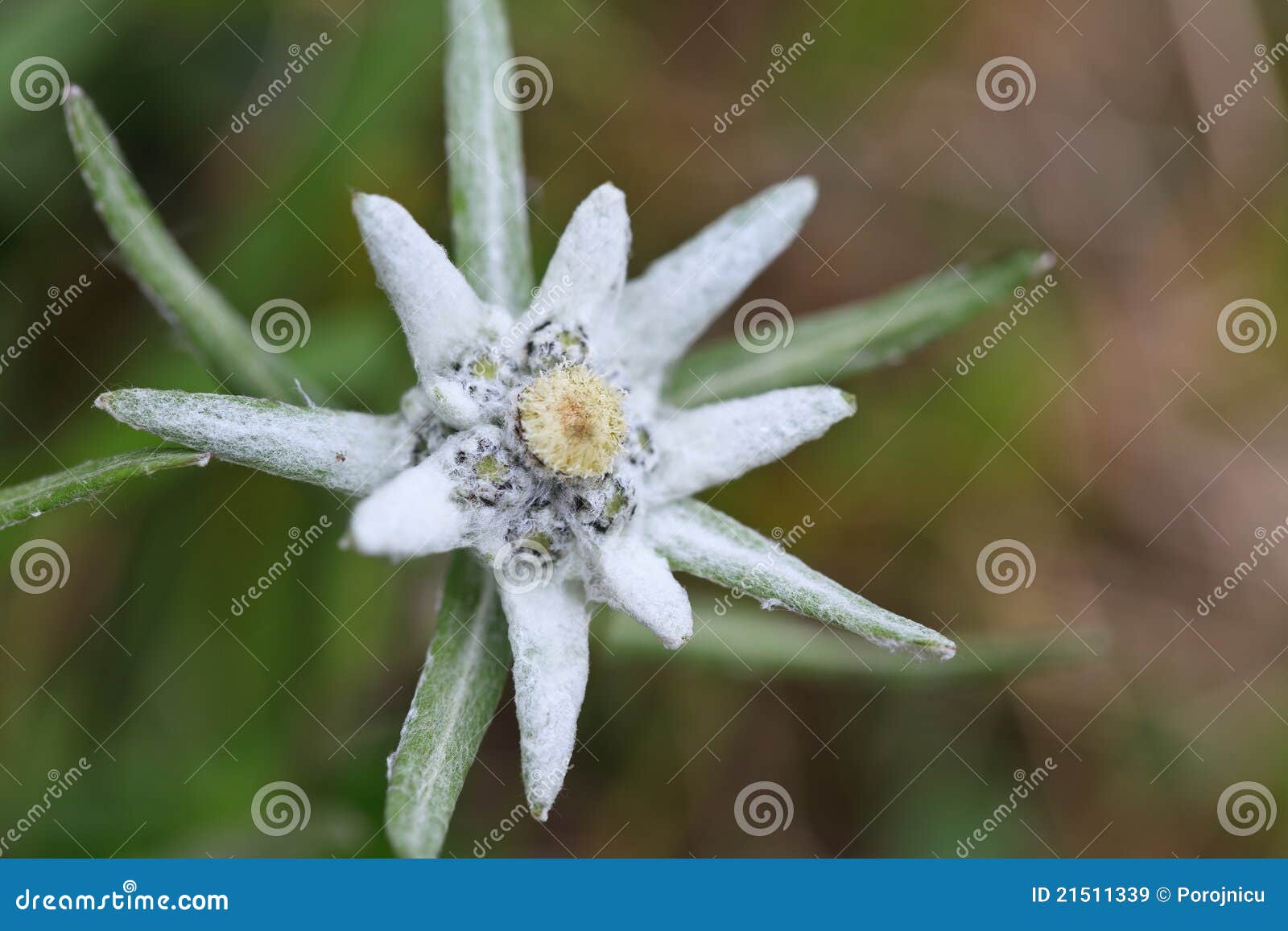 Edelweiss stock image. Image of spring, light, closeup - 21511339