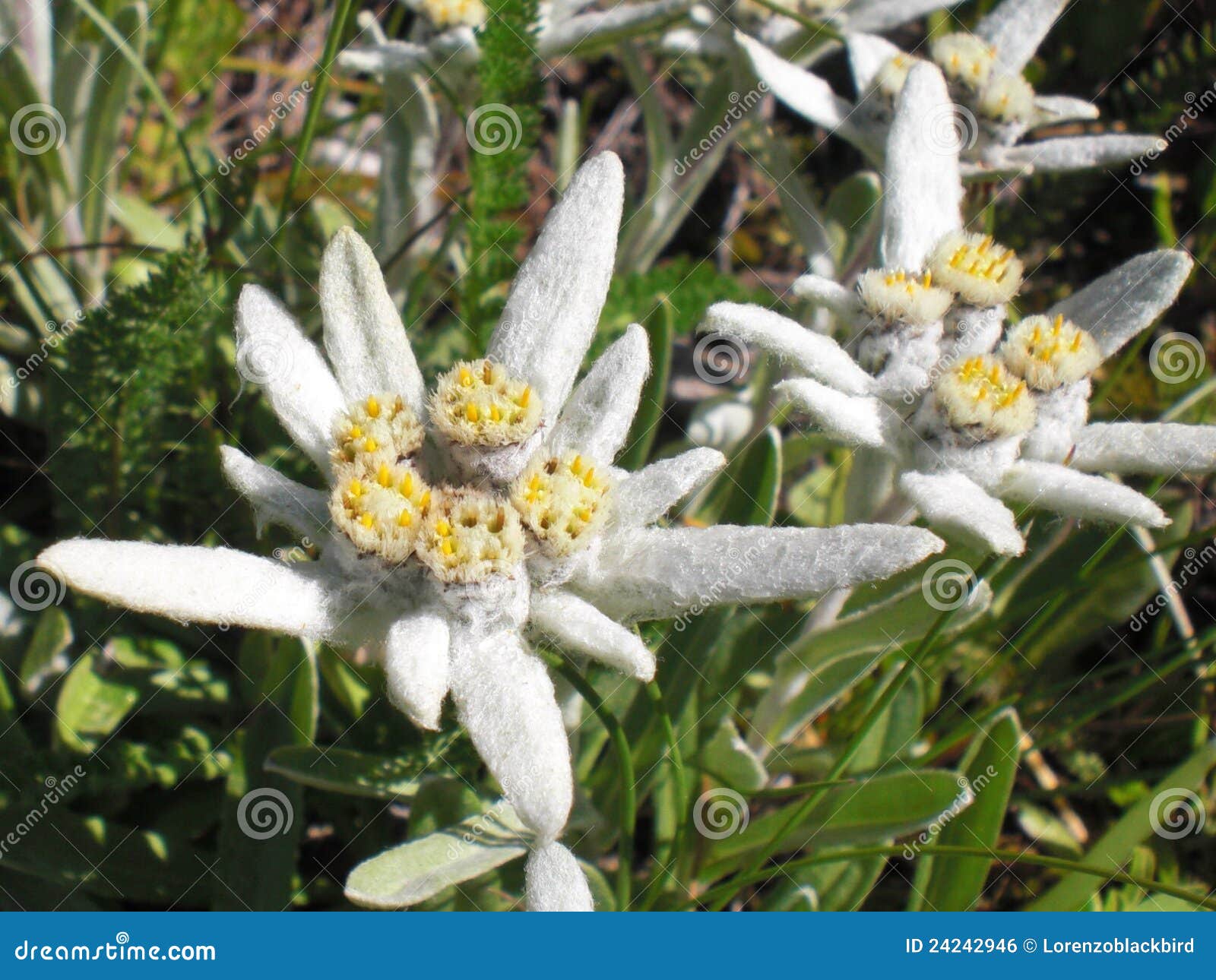 Edelweiss foto de stock. Imagem de montanha, edelweiss - 24242946
