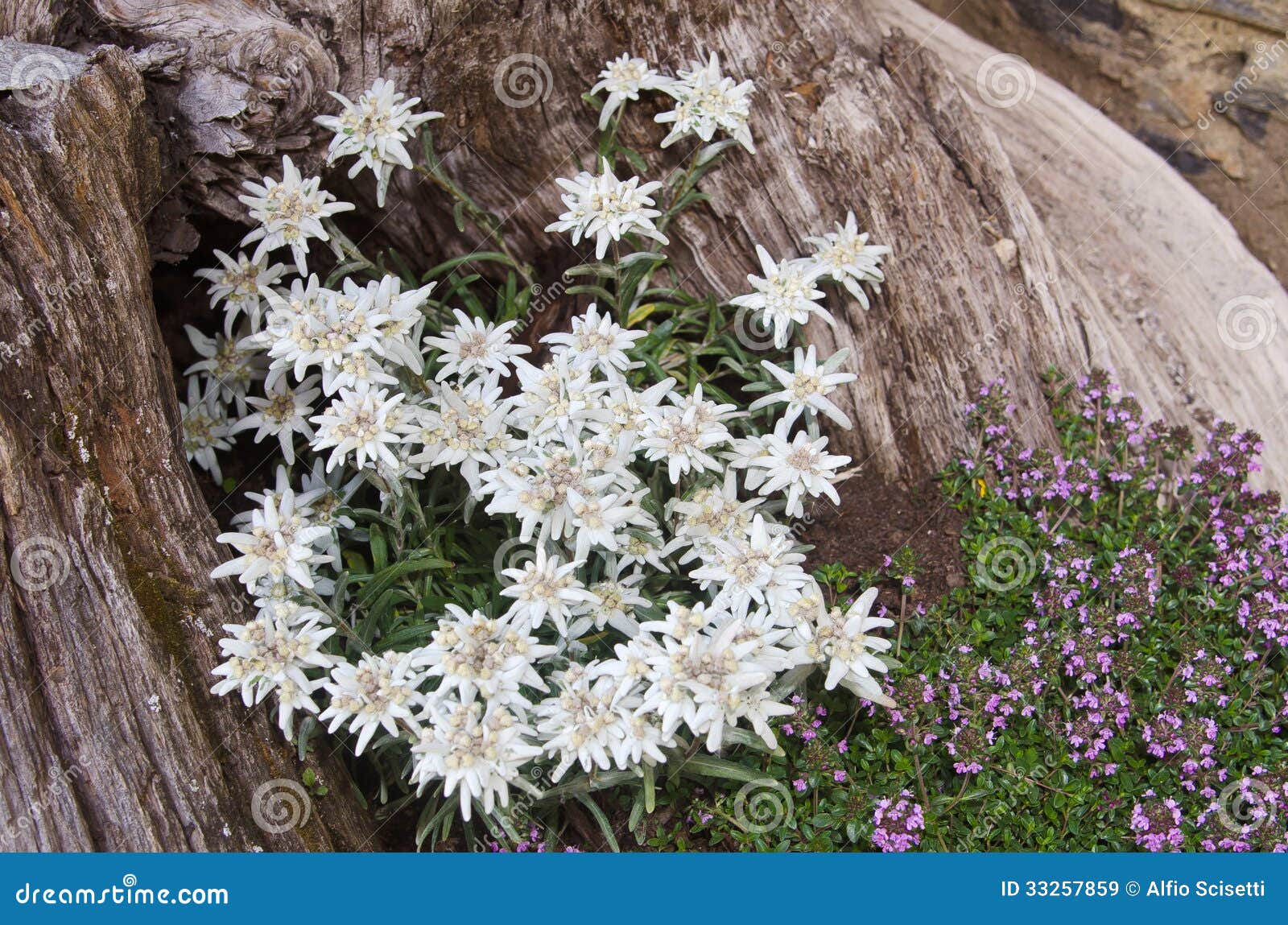 Edelweiss image stock. Image du edelweiss, herbes, détail - 33257859
