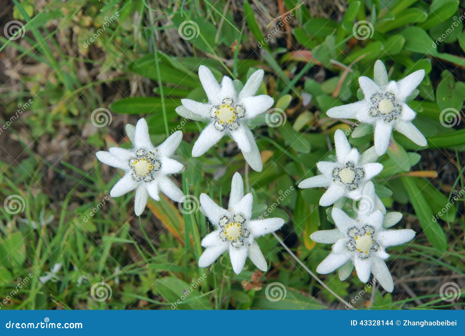 Edelweiss stockfoto. Bild von nave, blühen, frech, wild - 43328144