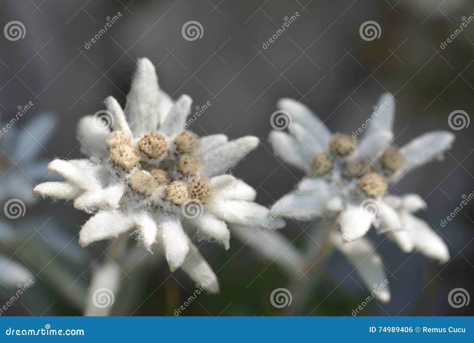 Edelweiss stock foto. Image of nave, alpien, bergtop - 74989406