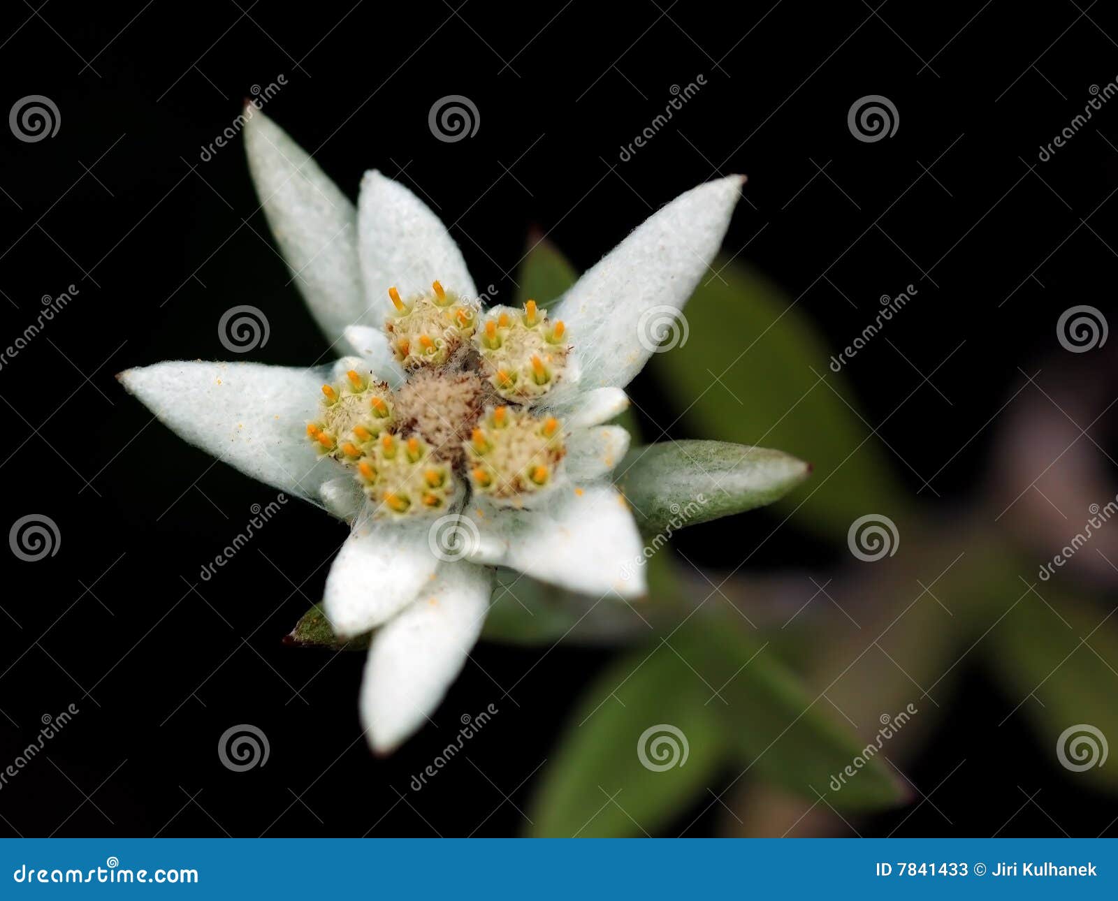 Edelweiss stock image. Image of macro, nature, edelweiss - 7841433