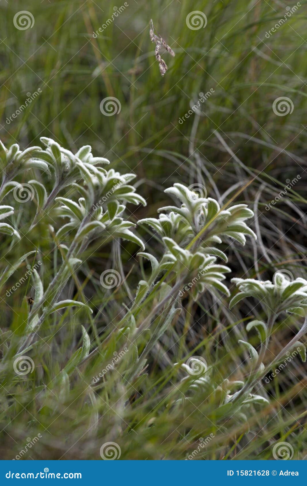 905 Edelweiss Alpine Flower Photos - Free & Royalty-Free Stock Photos ...