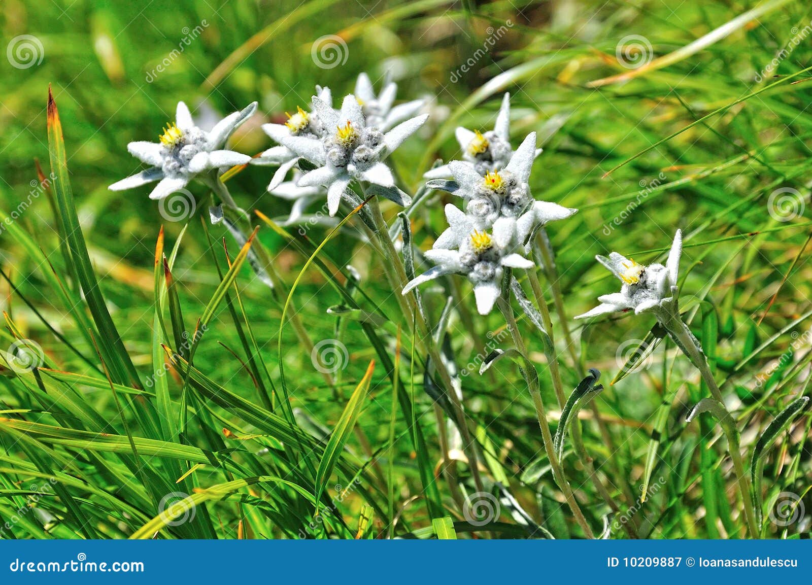 Edelweiss alpine flower stock image. Image of preserve - 10209887