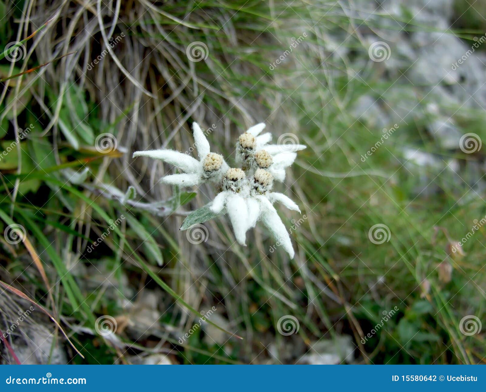 Edelweiss alpine flower stock photo. Image of single - 15580642