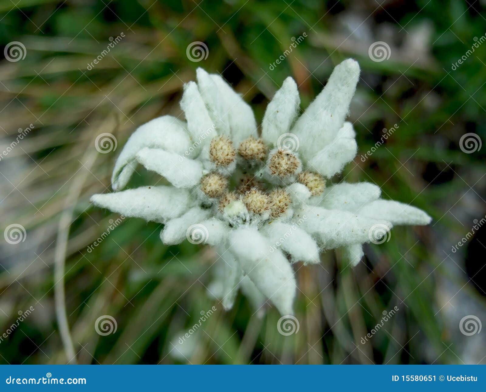 Edelweiss alpine flower stock image. Image of blossom - 15580651