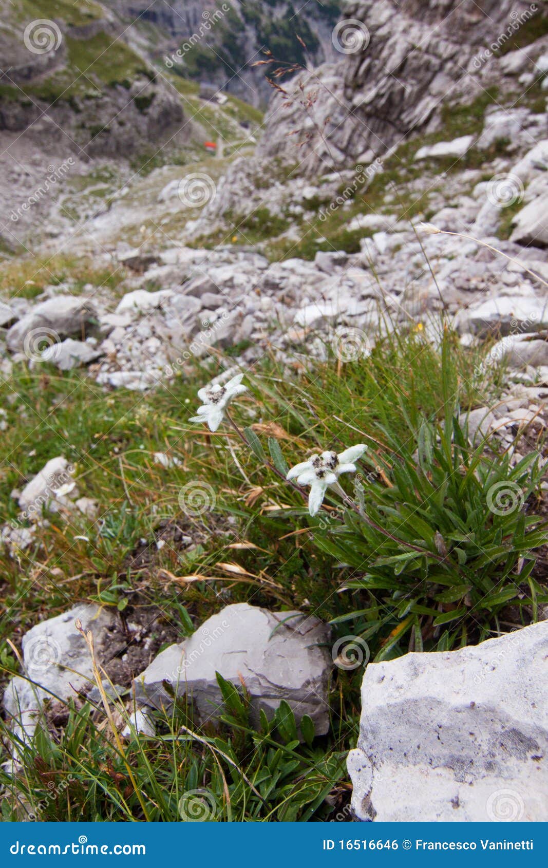 Edelweiss alpine flower stock photo. Image of park, alpinum - 16516646