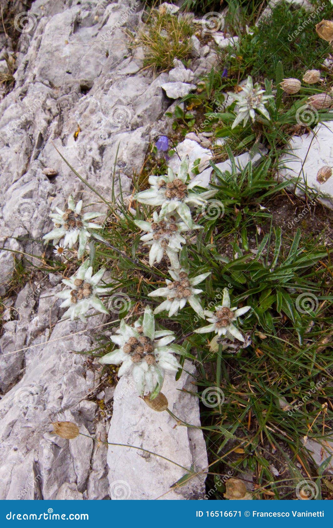 Edelweiss alpine flower stock image. Image of little - 16516671