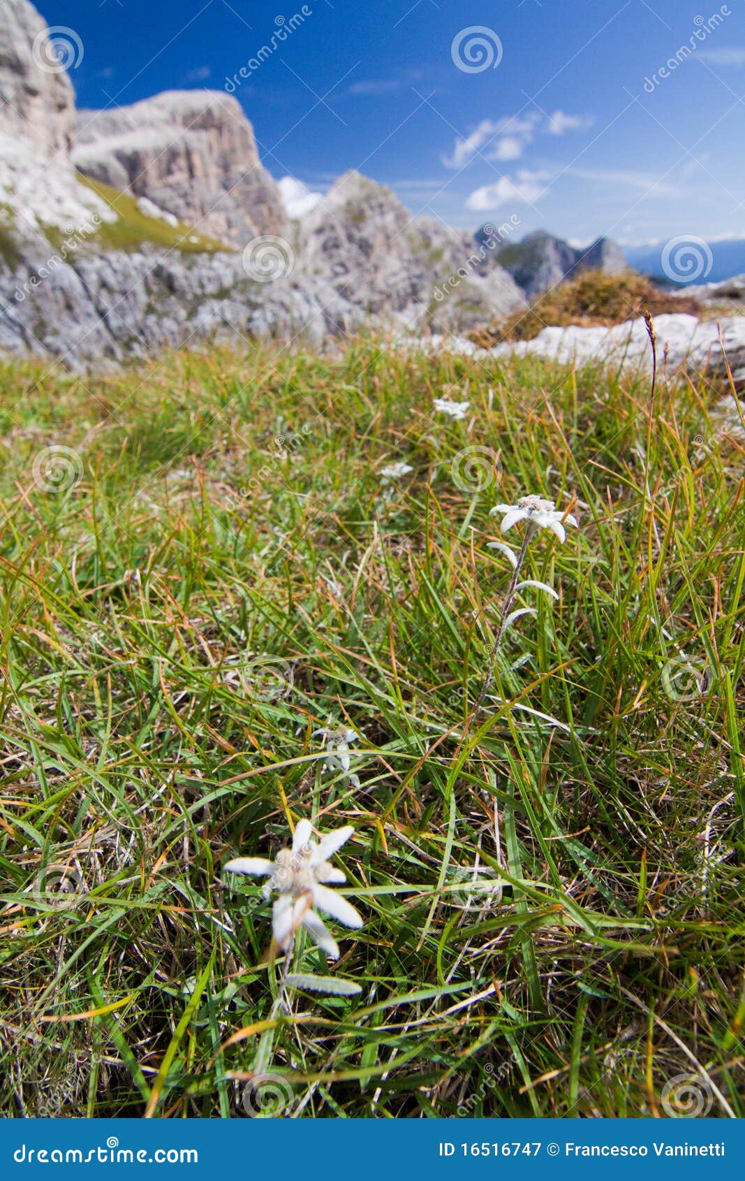 Edelweiss alpine flower stock image. Image of myth, protected - 16516747