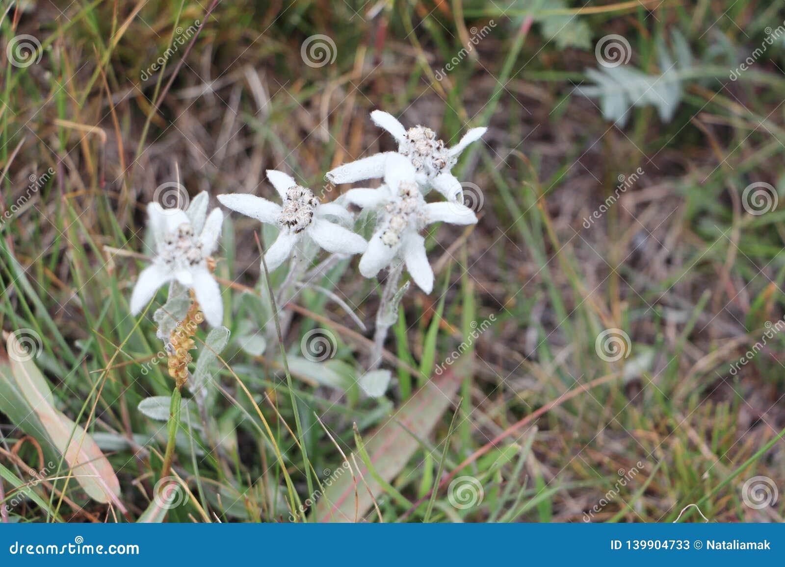 Edelweiss Alpine Herb Against Grass in Summer Stock Image - Image of ...