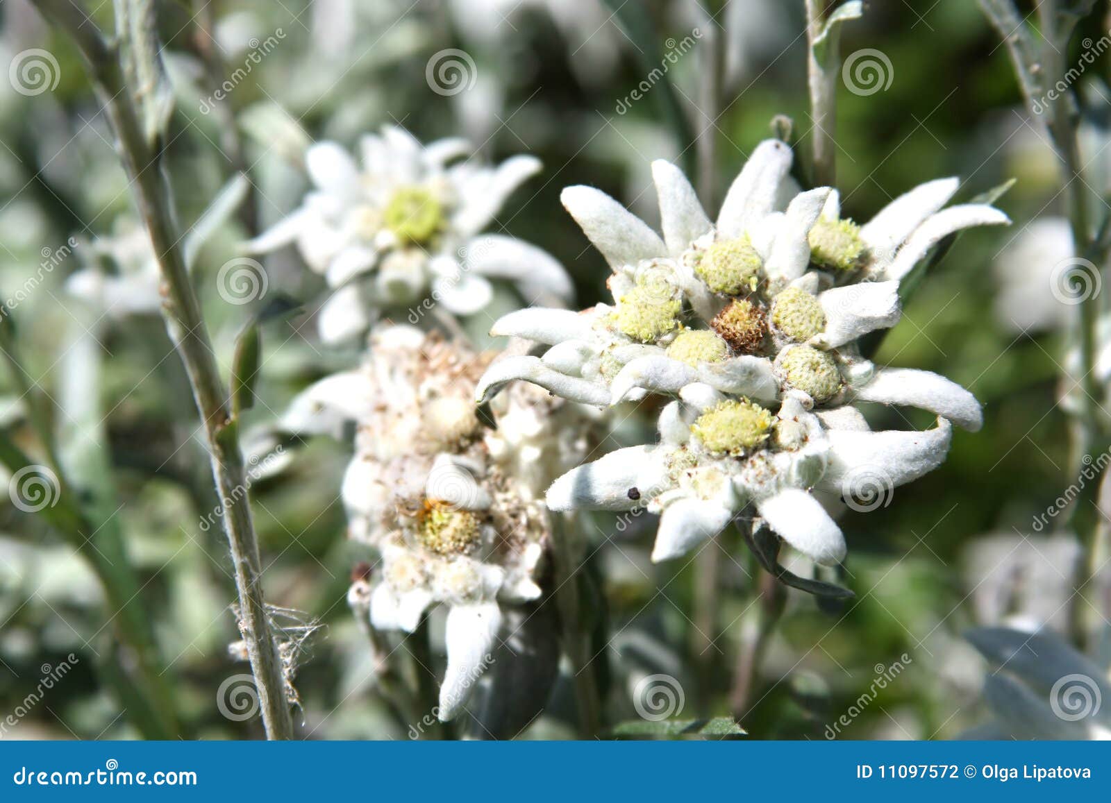 Edelweiss Blossom. Close-up Stock Photo - Image of european, blooms ...