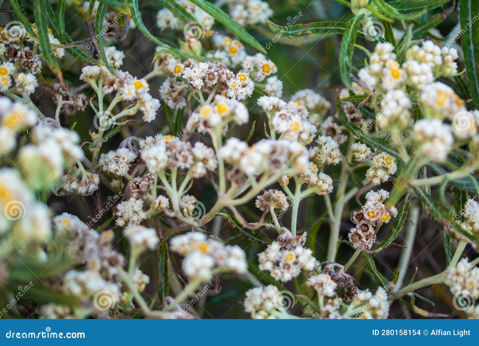 Edelwiess java stock photo. Image of sharp, edelwiess - 280158154