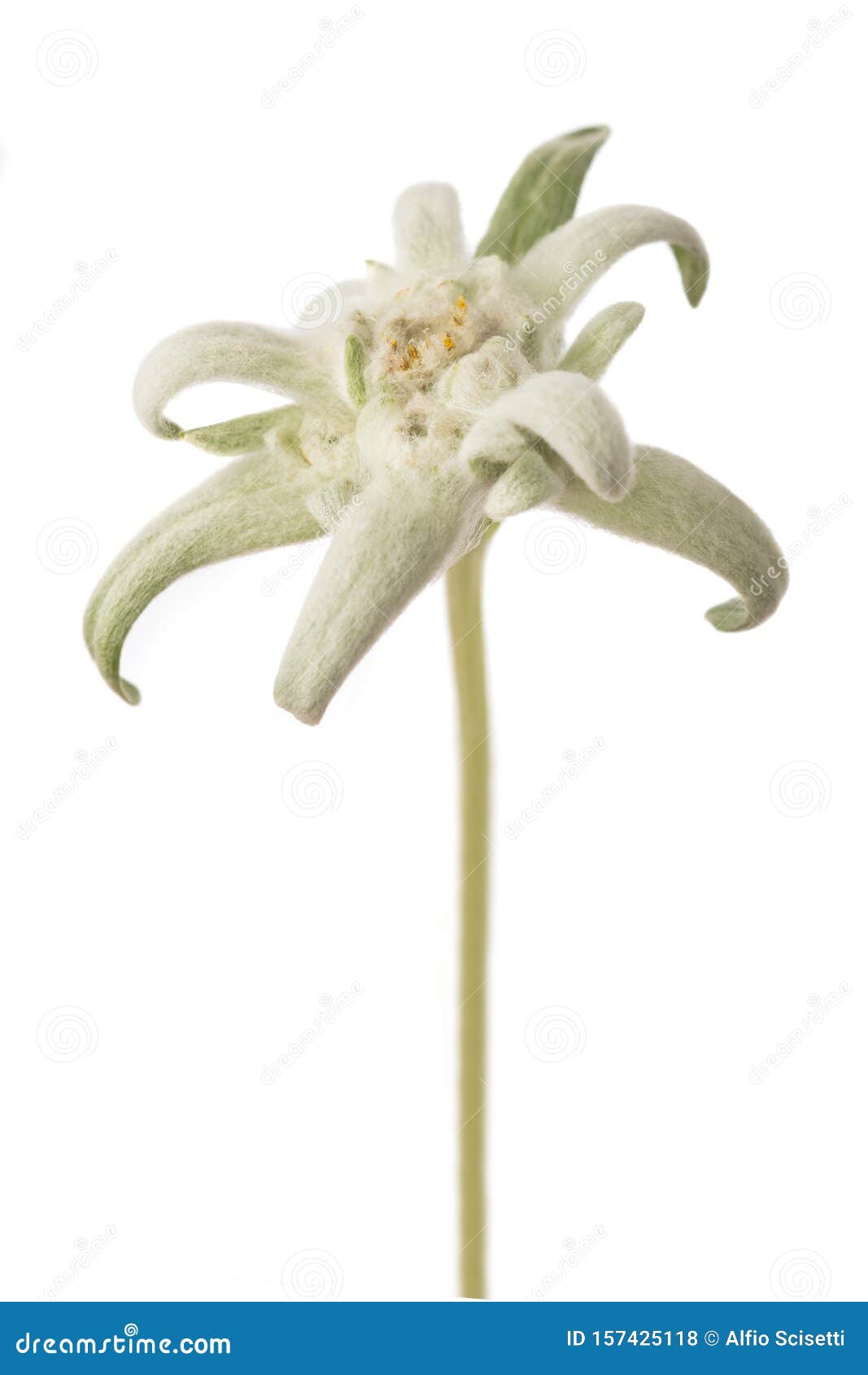 Edelweiss stock photo. Image of wildflower, daisy, mountain - 157425118