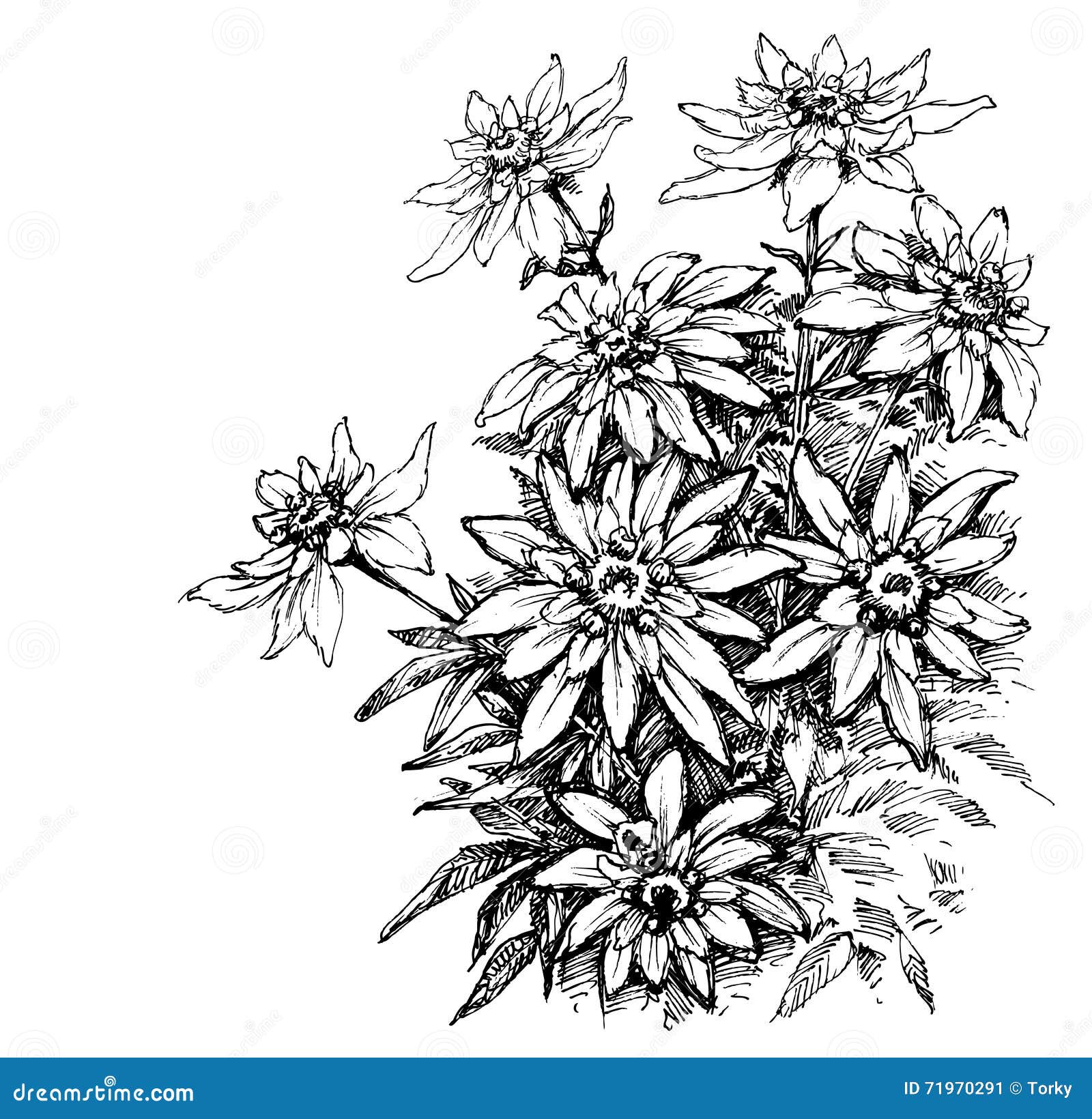 Edelweiss Cartoons, Illustrations & Vector Stock Images - 480 Pictures ...