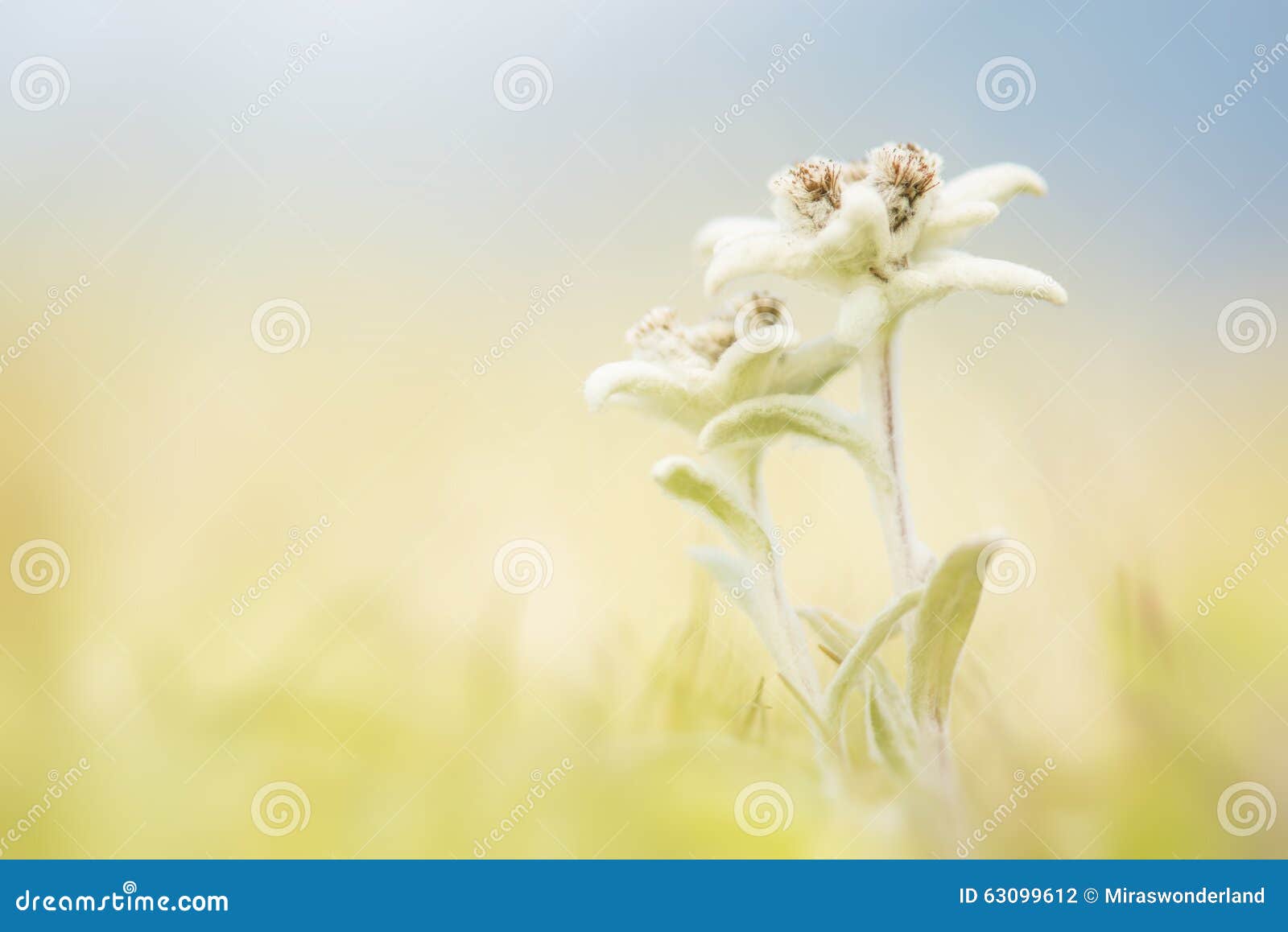Edelweiss in the field stock photo. Image of alpine, alpes - 63099612