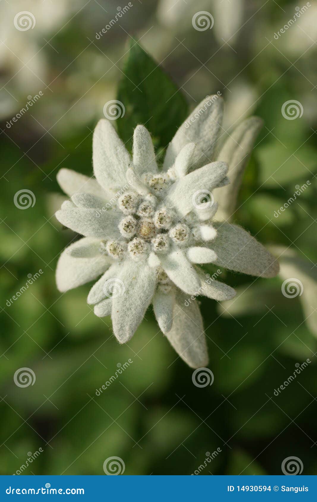 Edelweiss flower stock photo. Image of alpine, plant - 14930594