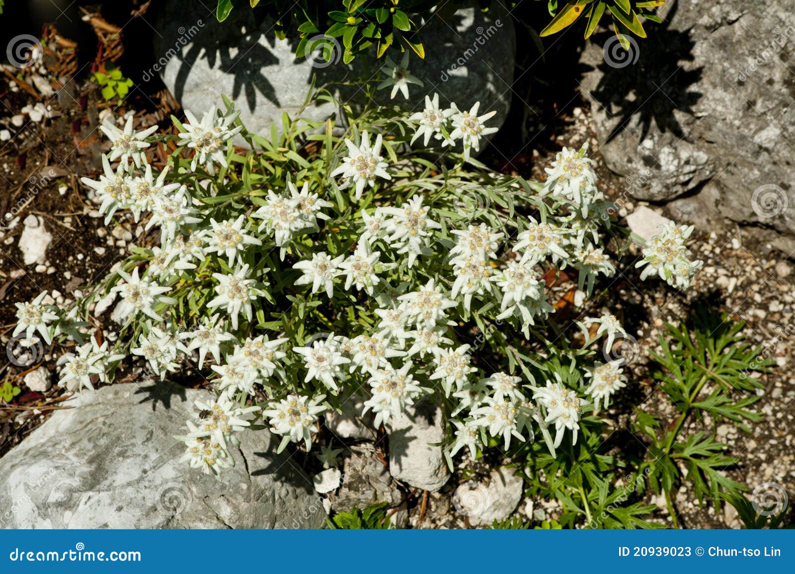 Edelweiss Flower In Savanna Alun-alun Surya Kencana Gede Pangarango ...
