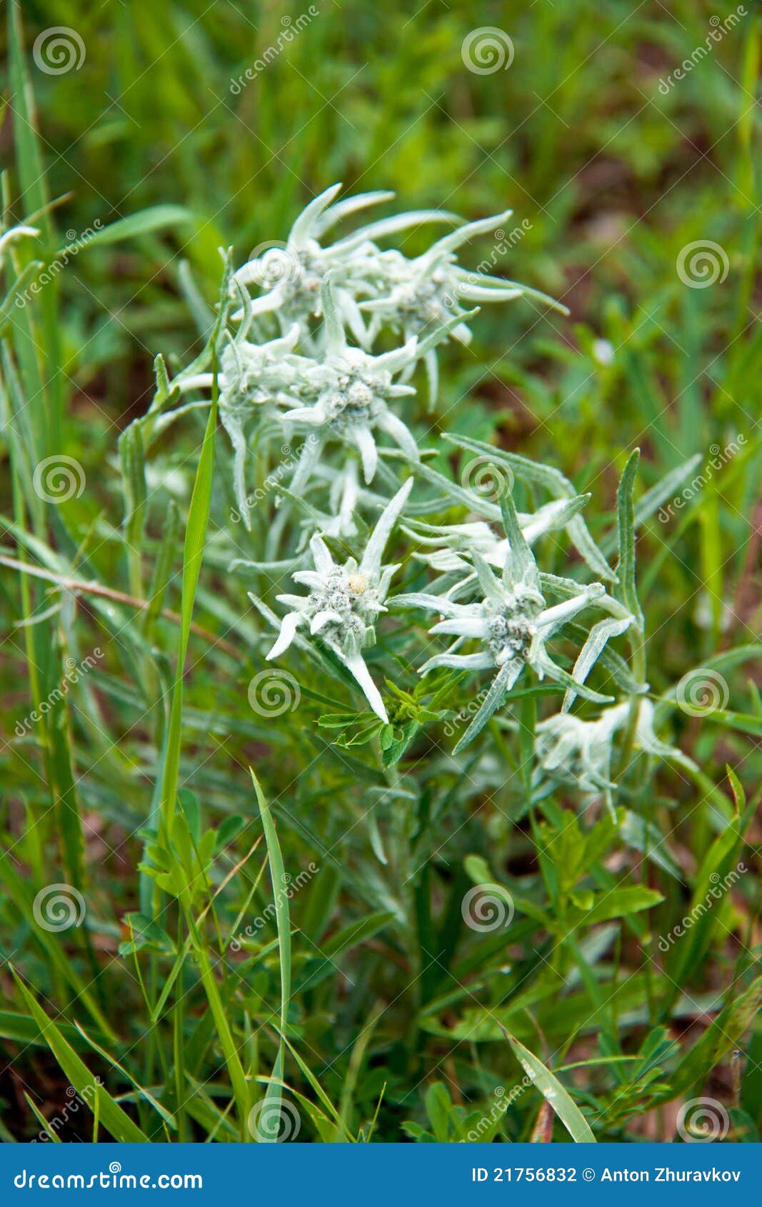 Edelweiss flower stock photo. Image of valais, close - 21756832