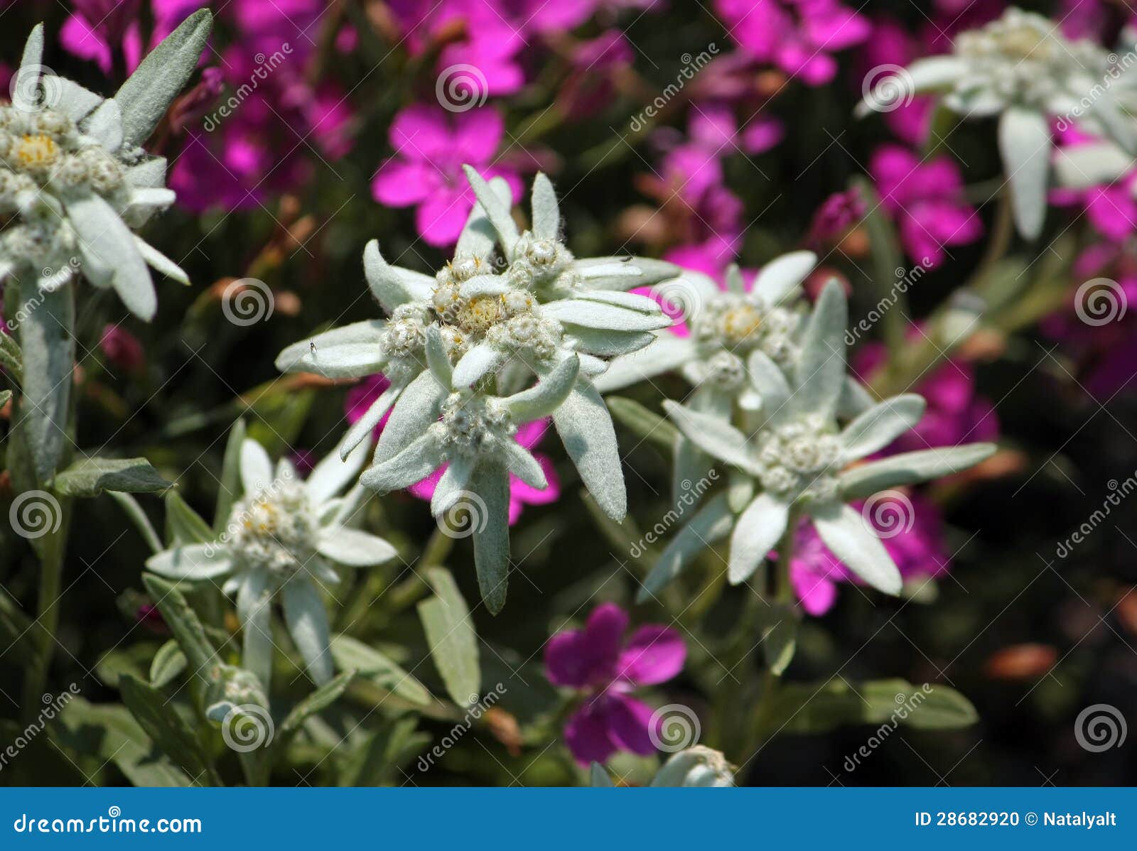 Edelweiss flower stock photo. Image of leontopodium, alpinum - 28682920