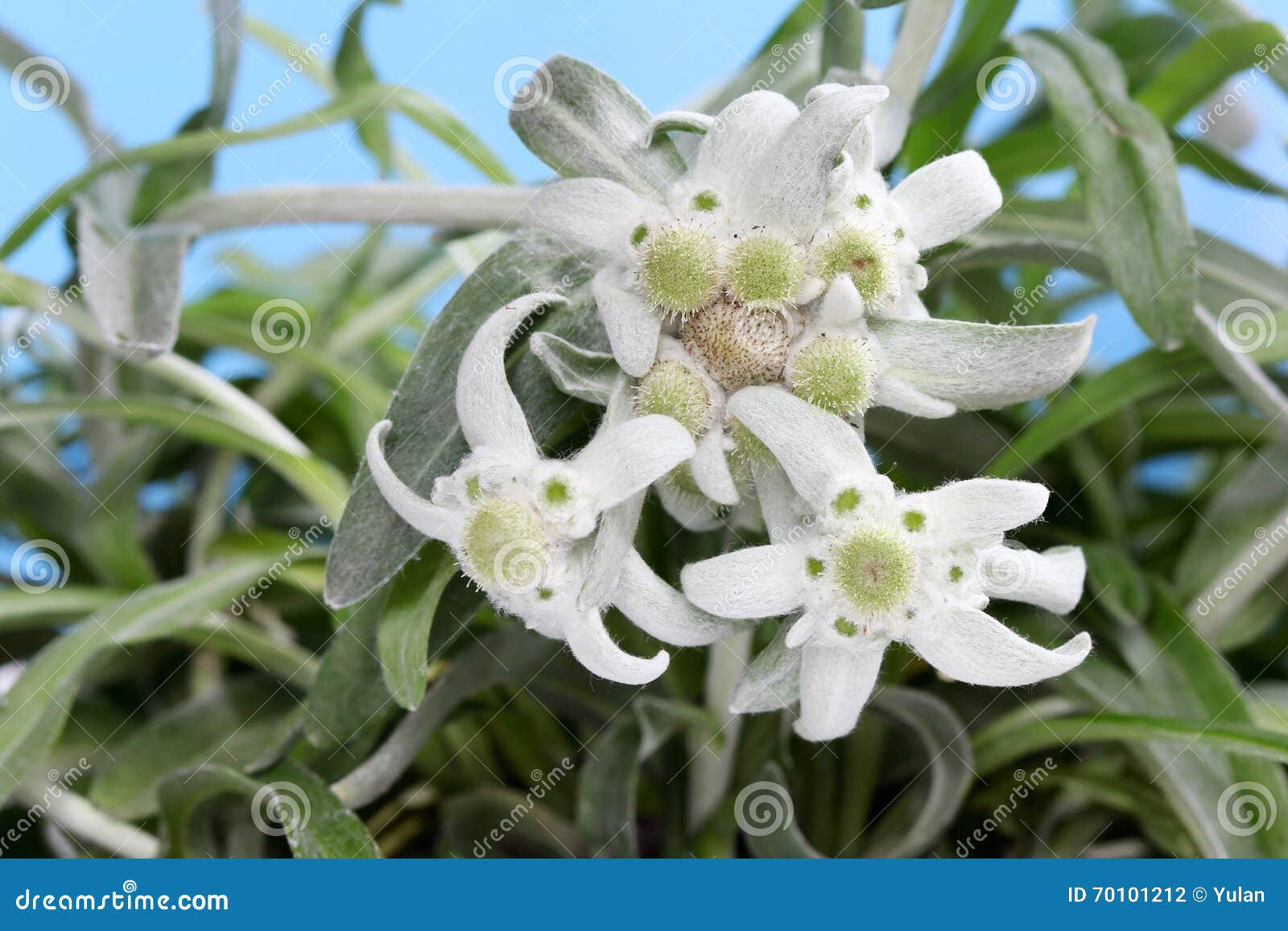 Edelweiss Flower stock photo. Image of closeup, focus - 70101212