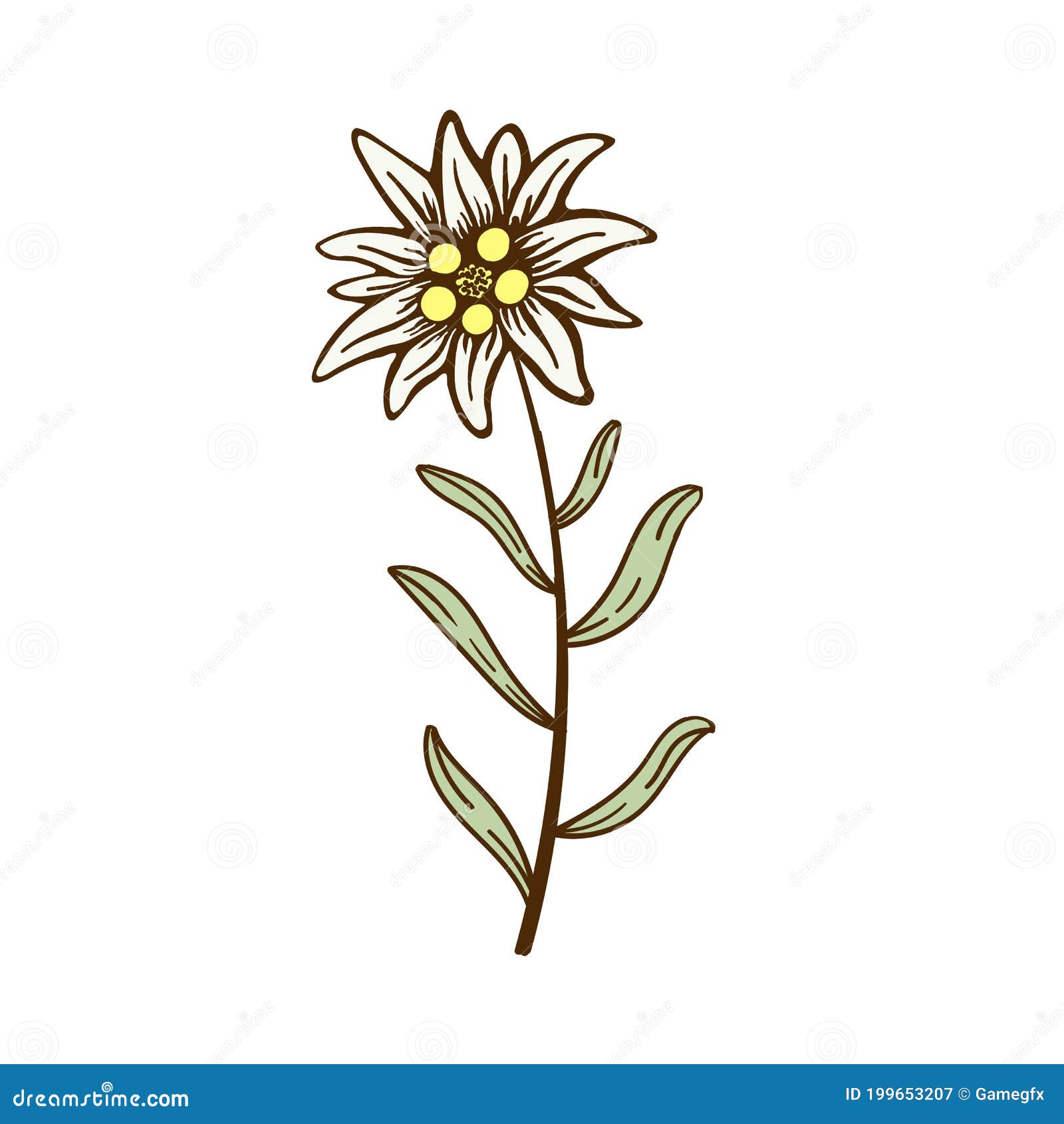 Edelweiss Alpine Oktoberfest Vintage Tyrolean Cartoon Vector ...